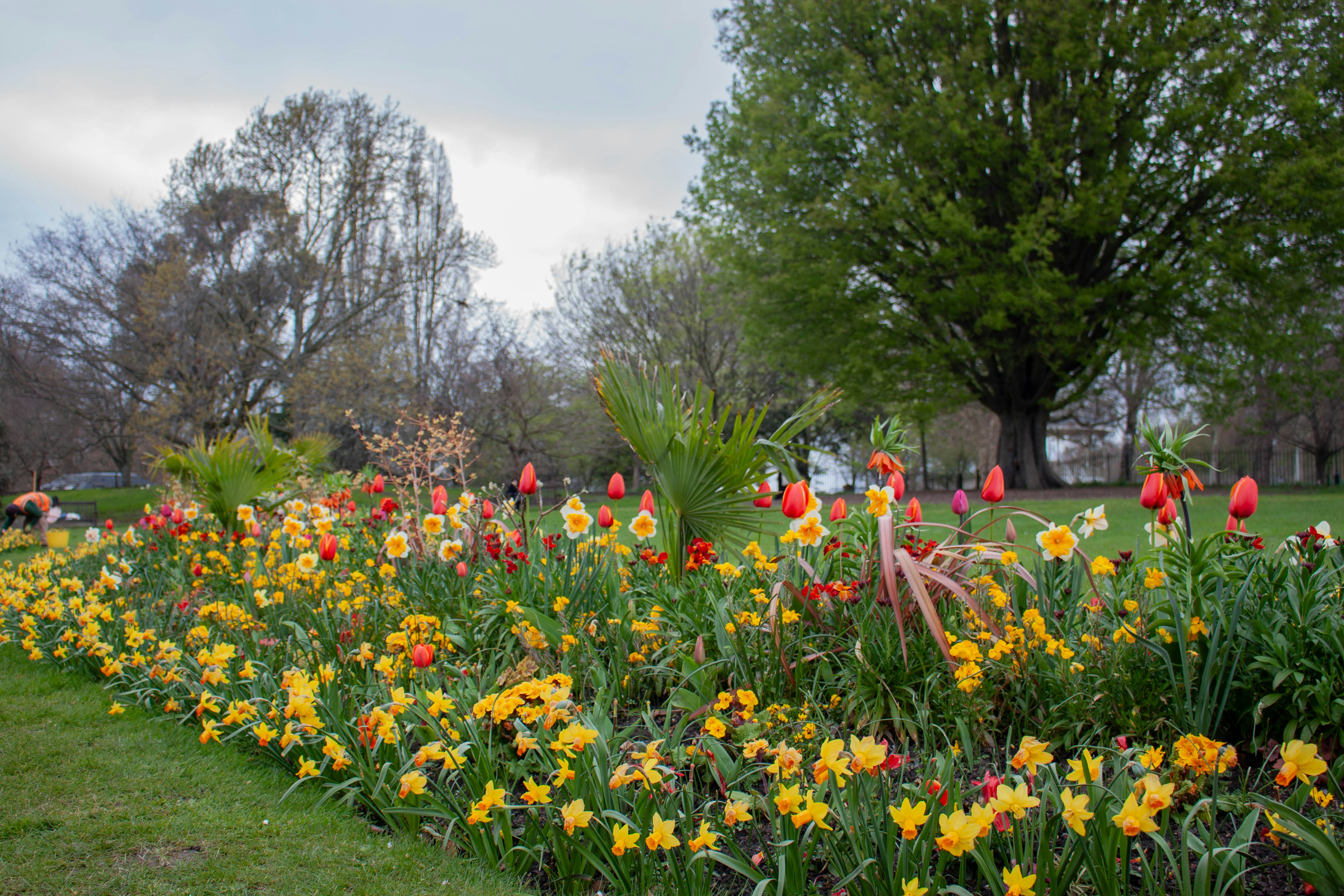Sunlit Tulip Border at the Park’s Edge