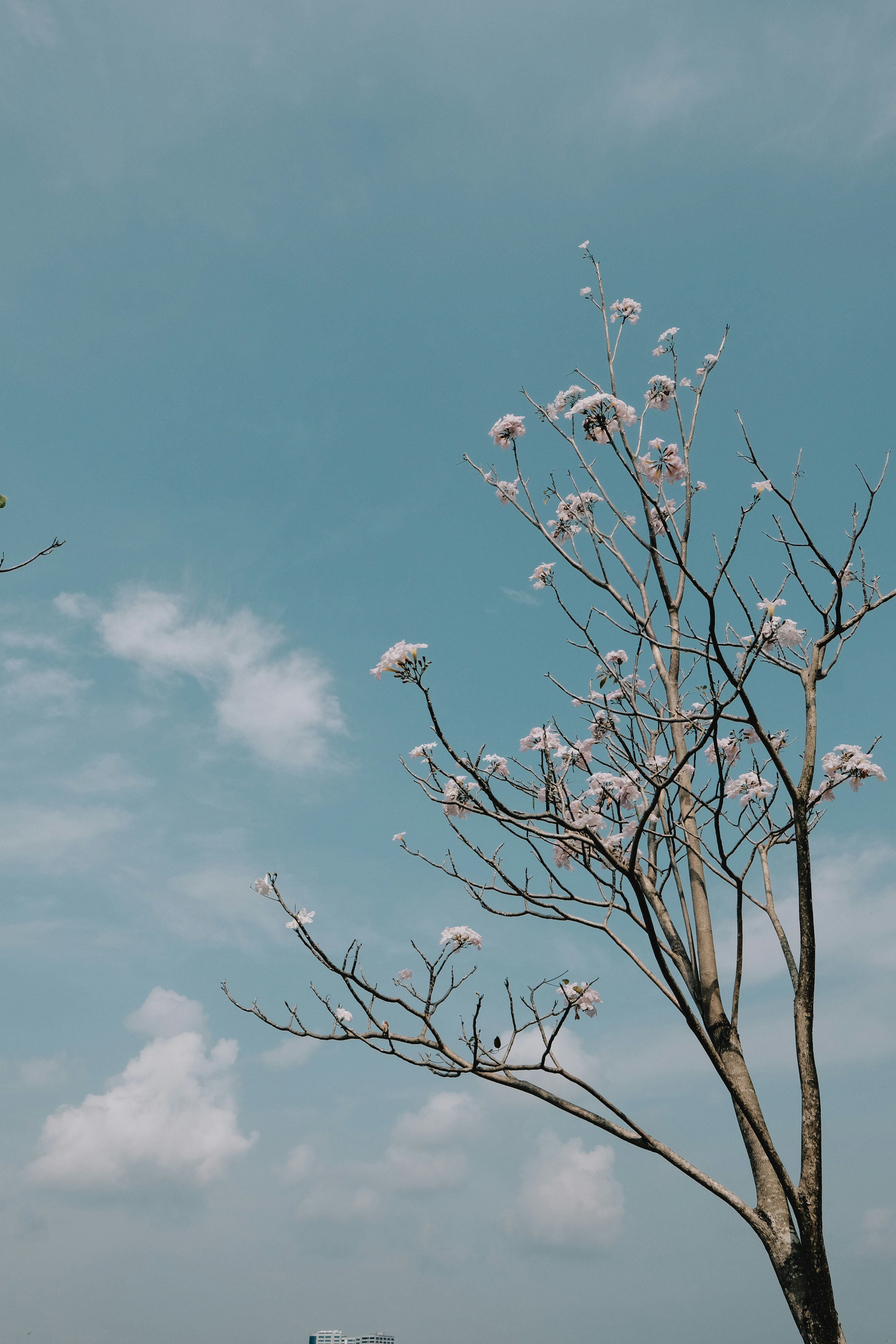 Tall, leafless tree with small blossoms against a clear blue sky; a minimalist landscape emphasizing negative space and subtle color. (Photograph) 