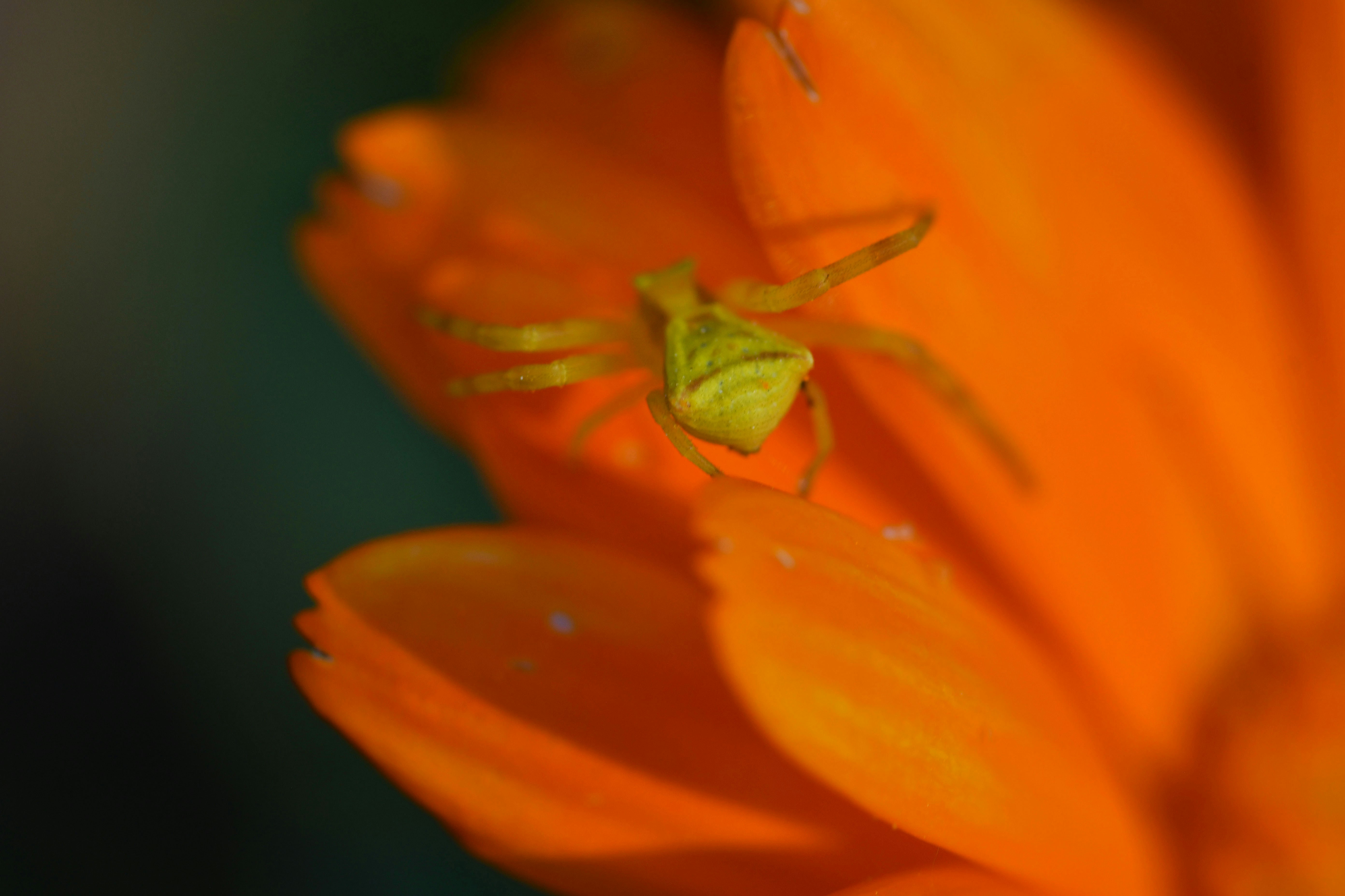 Green Cradled in Orange Petals: A Macro Moment