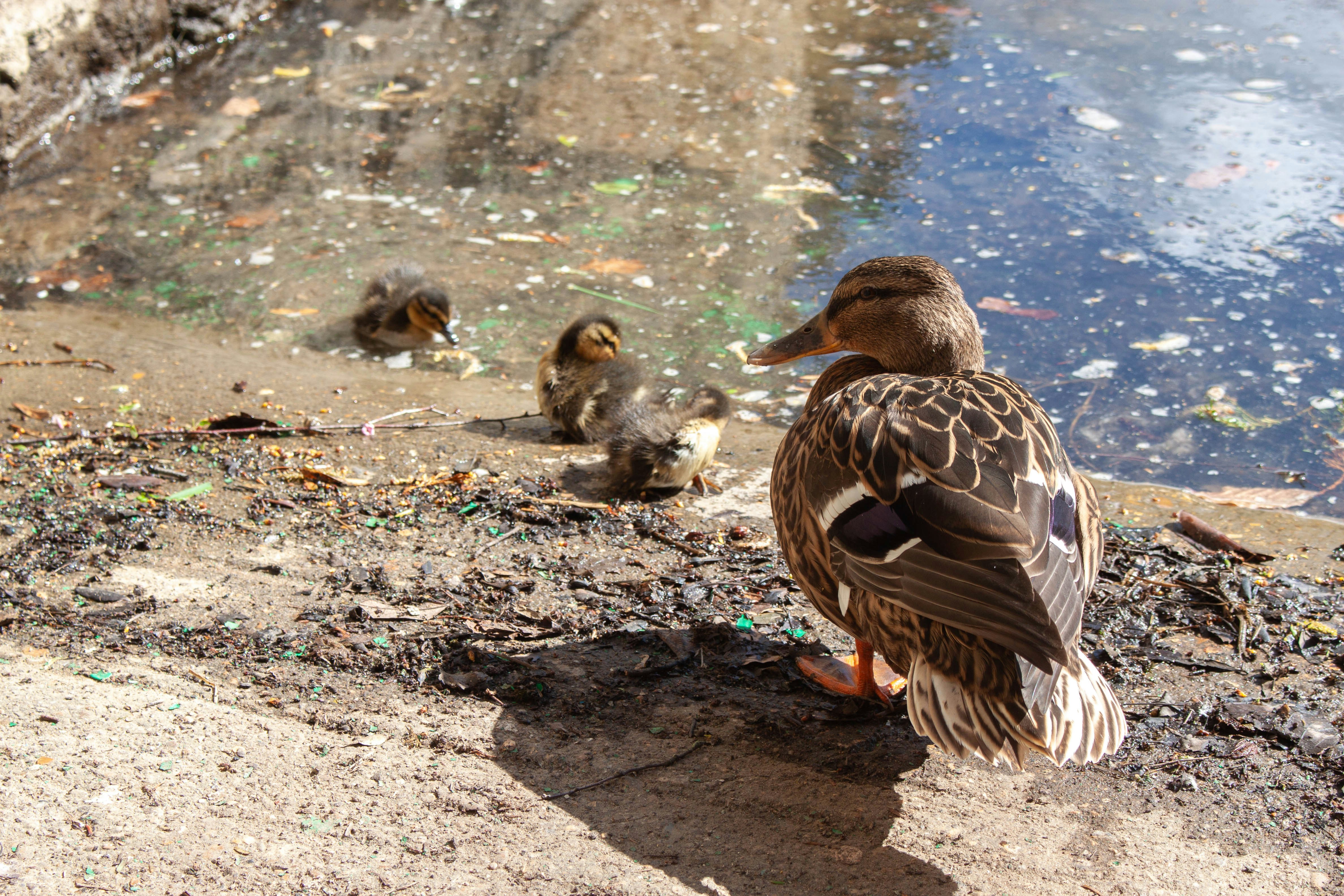 Mother Mallard at the Shoreline: Guardian of the Ducklings