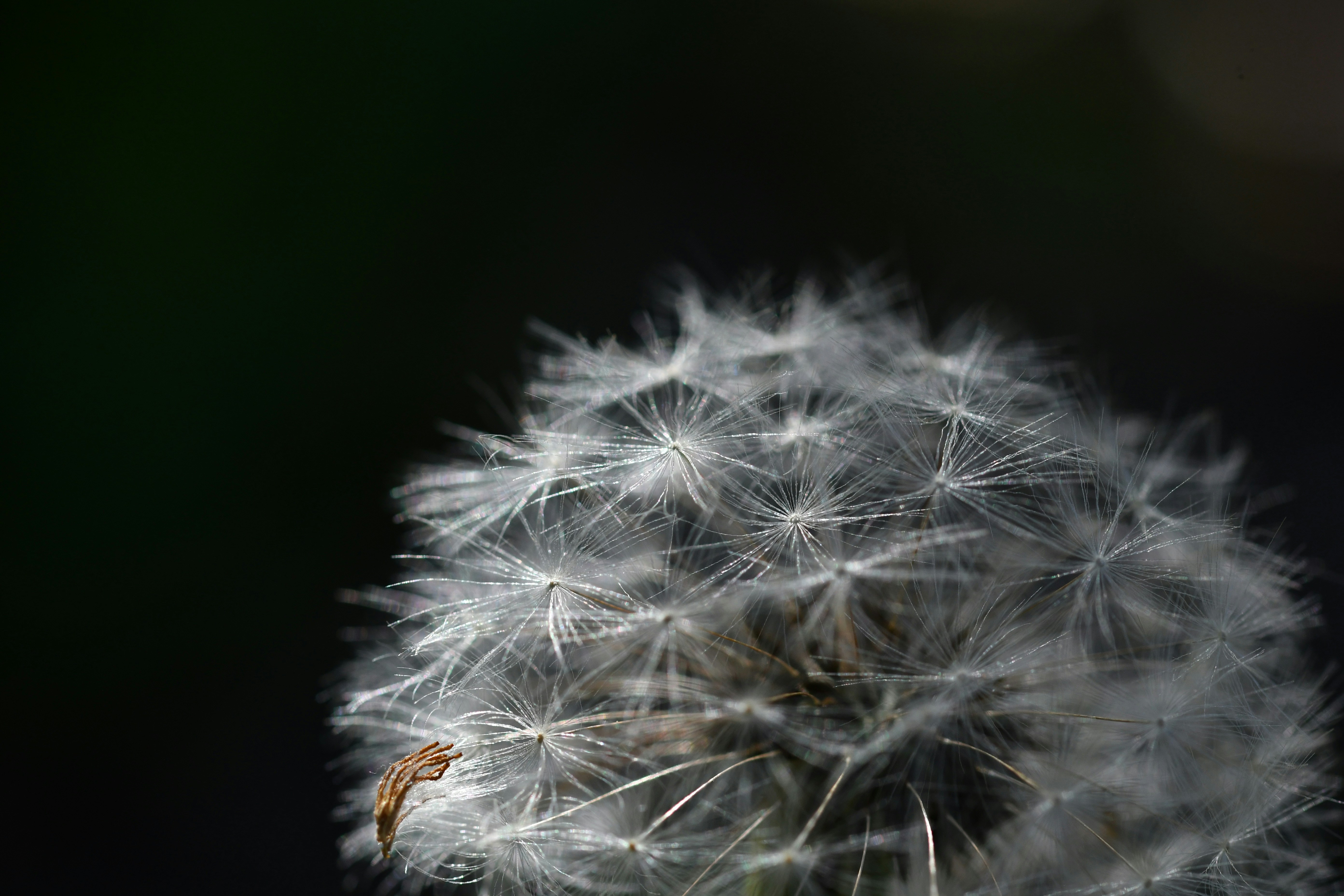Close-Up Bloom: The Gentle Dandelion Crown.