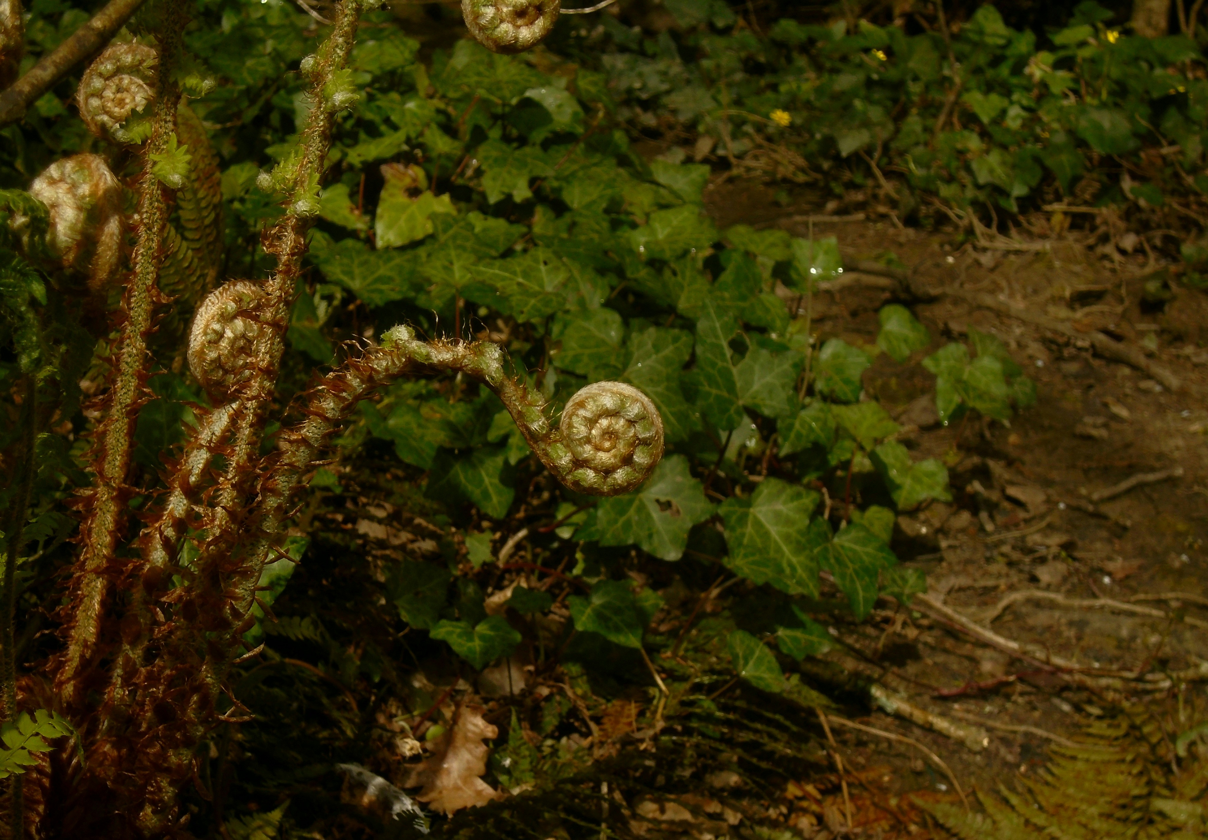 Spiral Fern Buds: Deserted Coiled Stems in Dappled Shade