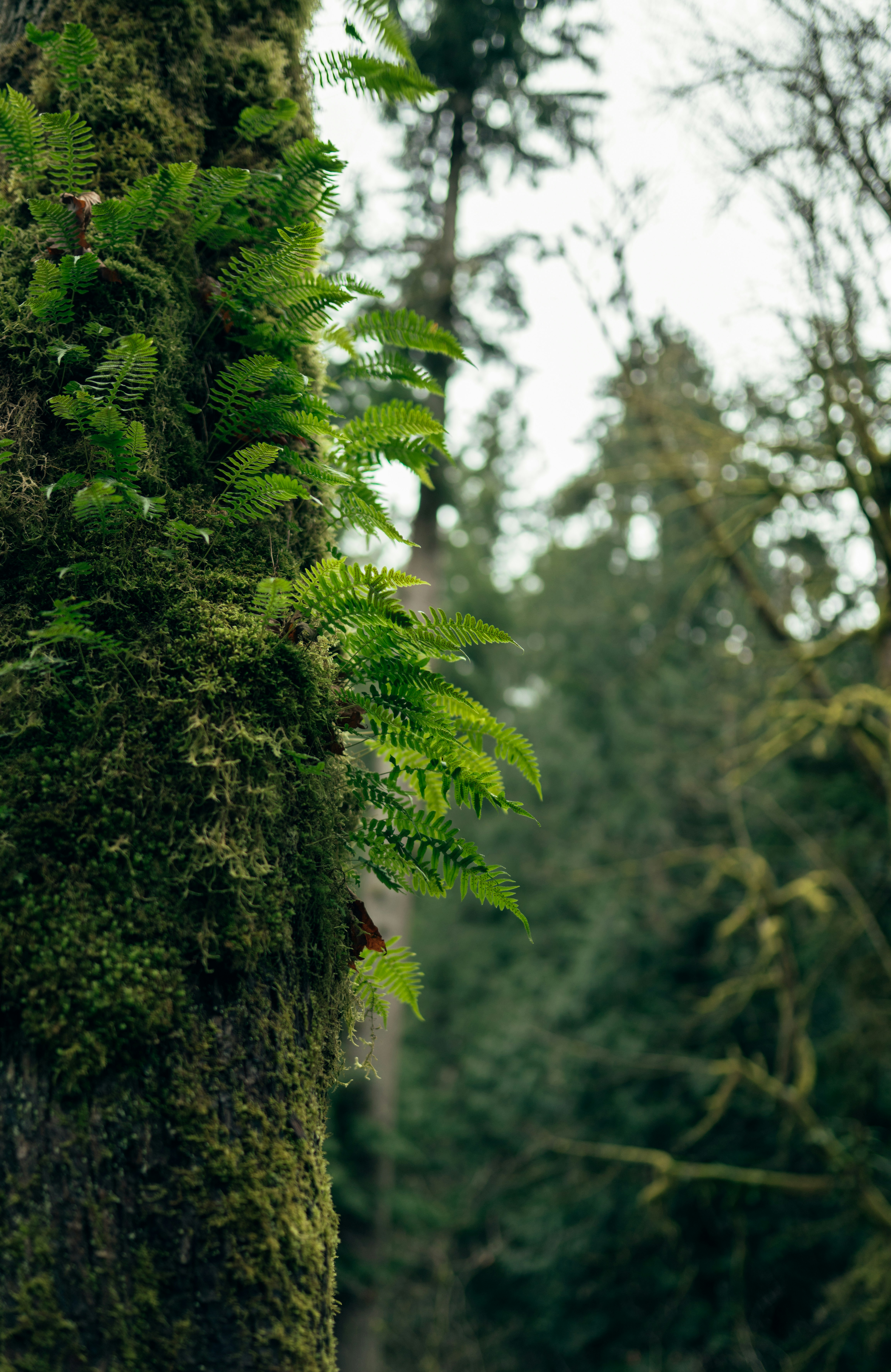 Close-up of a moss-covered tree trunk with bright green ferns sprouting from the side, set against a blurred forest backdrop.