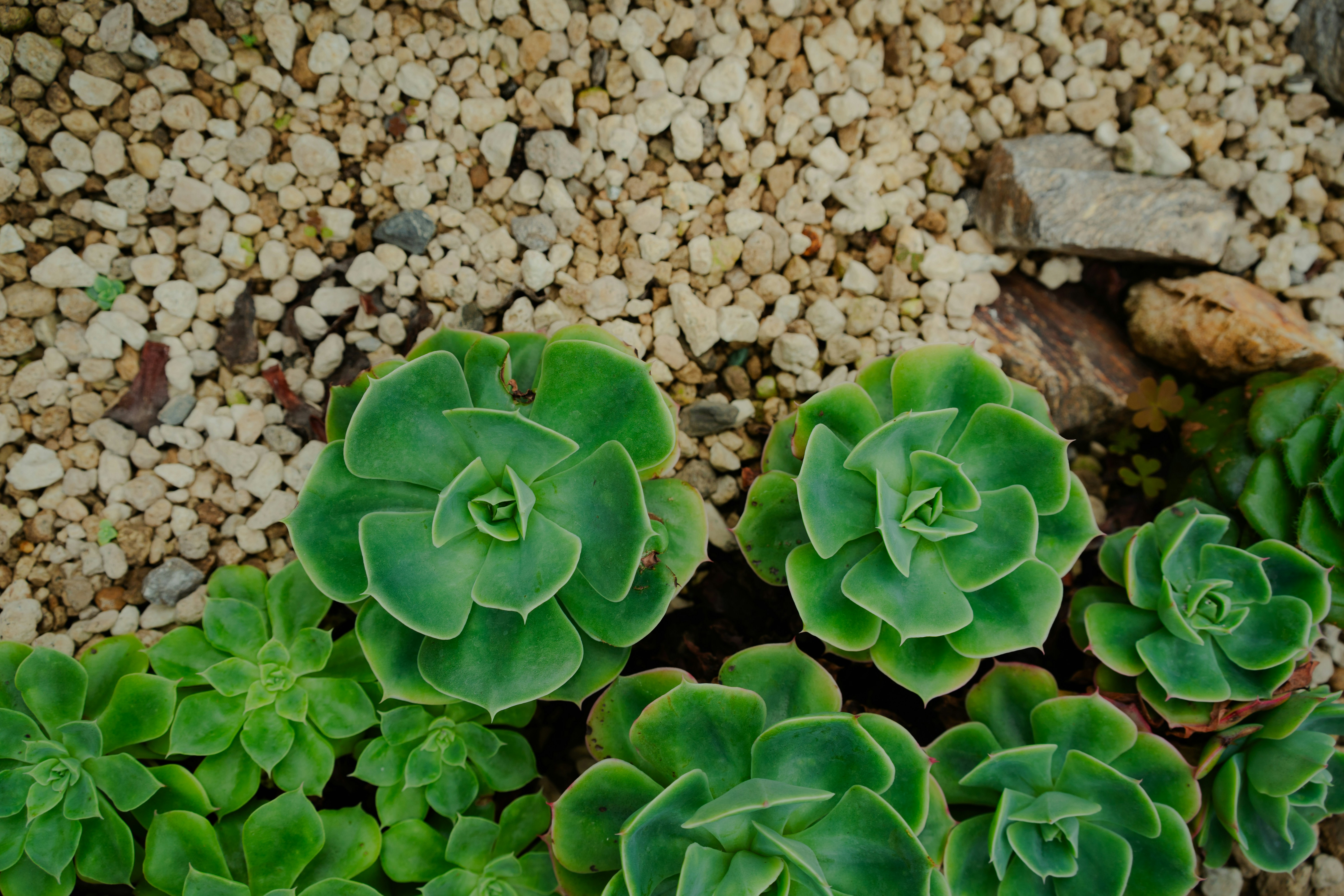 Verdant Rosettes on Pebble Terrace