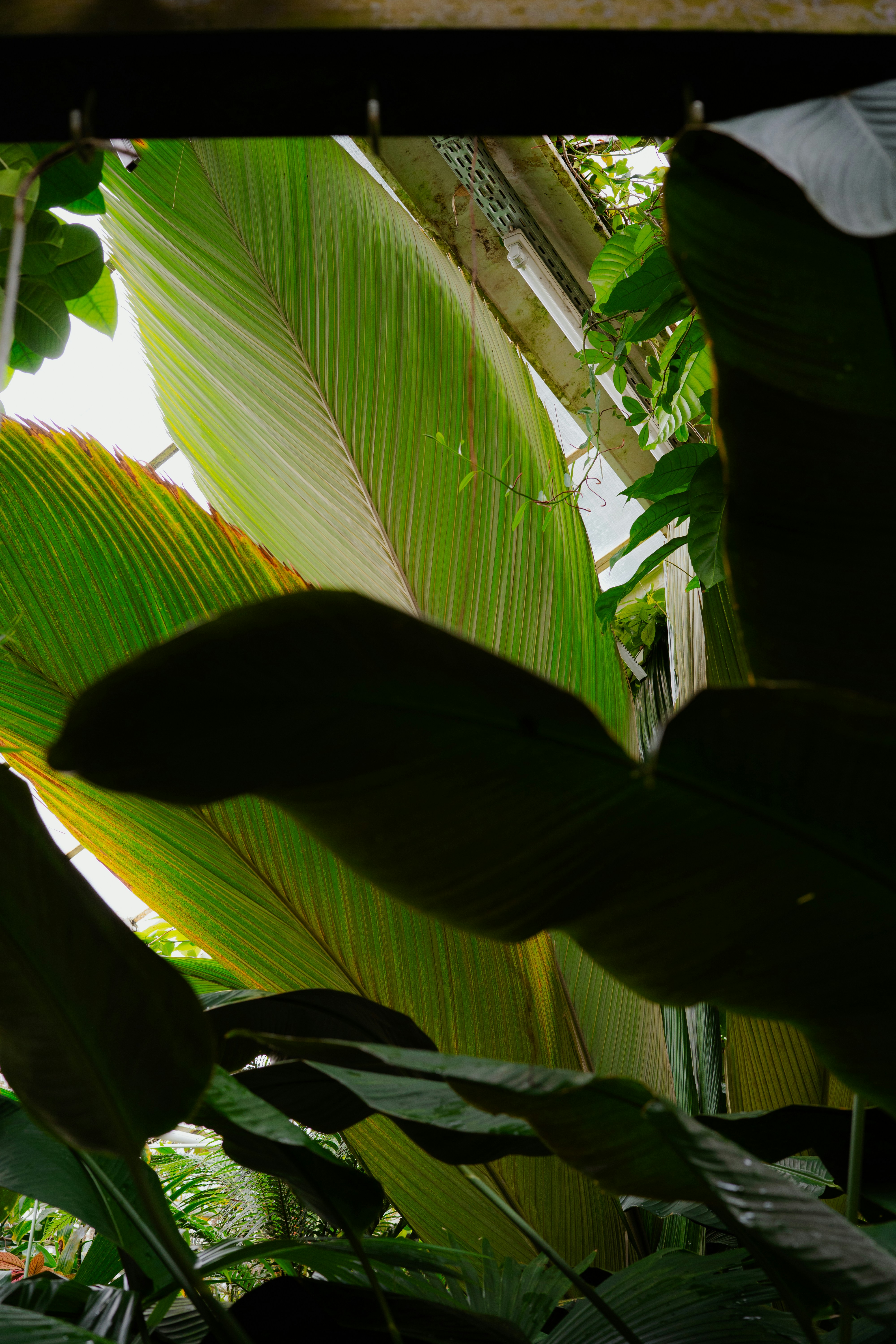 Green Canopy: A Slice of Tropical Light Behind Broad Leaves