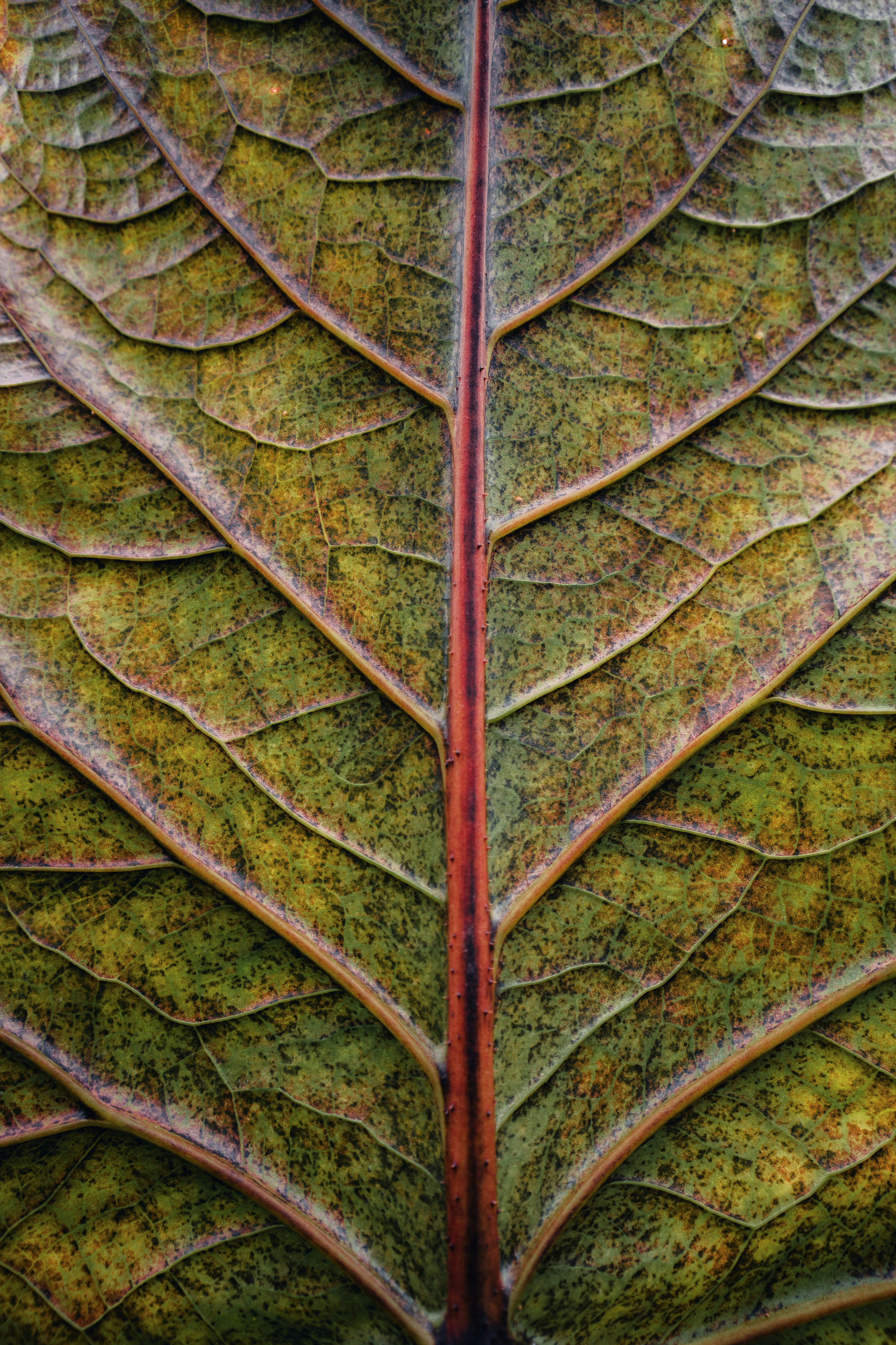 Vein-Cored Leaf: A Close-Up of Autumn Texture