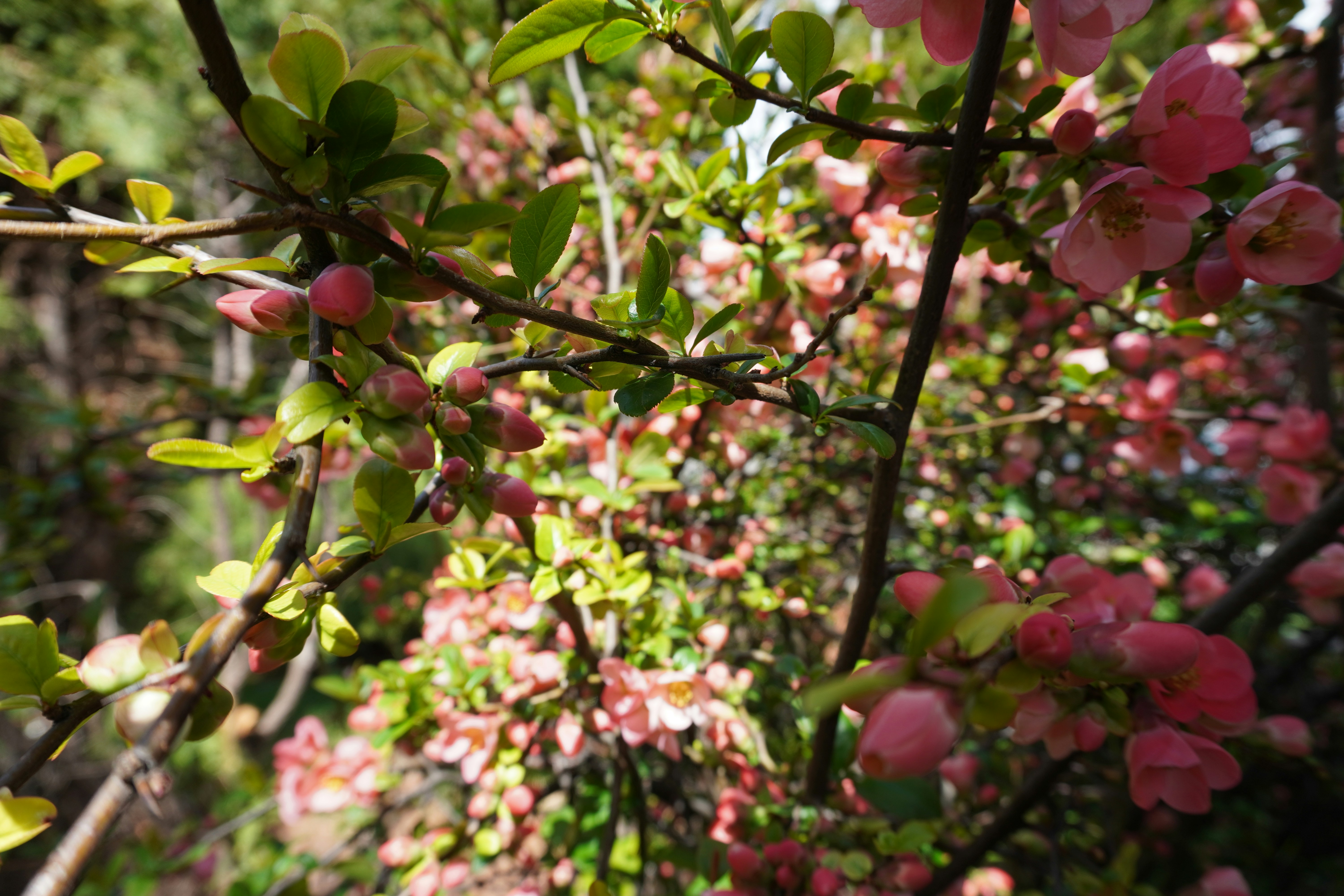 Blossoms in a Tangle: A Close-Up of Pink Blooming Branches