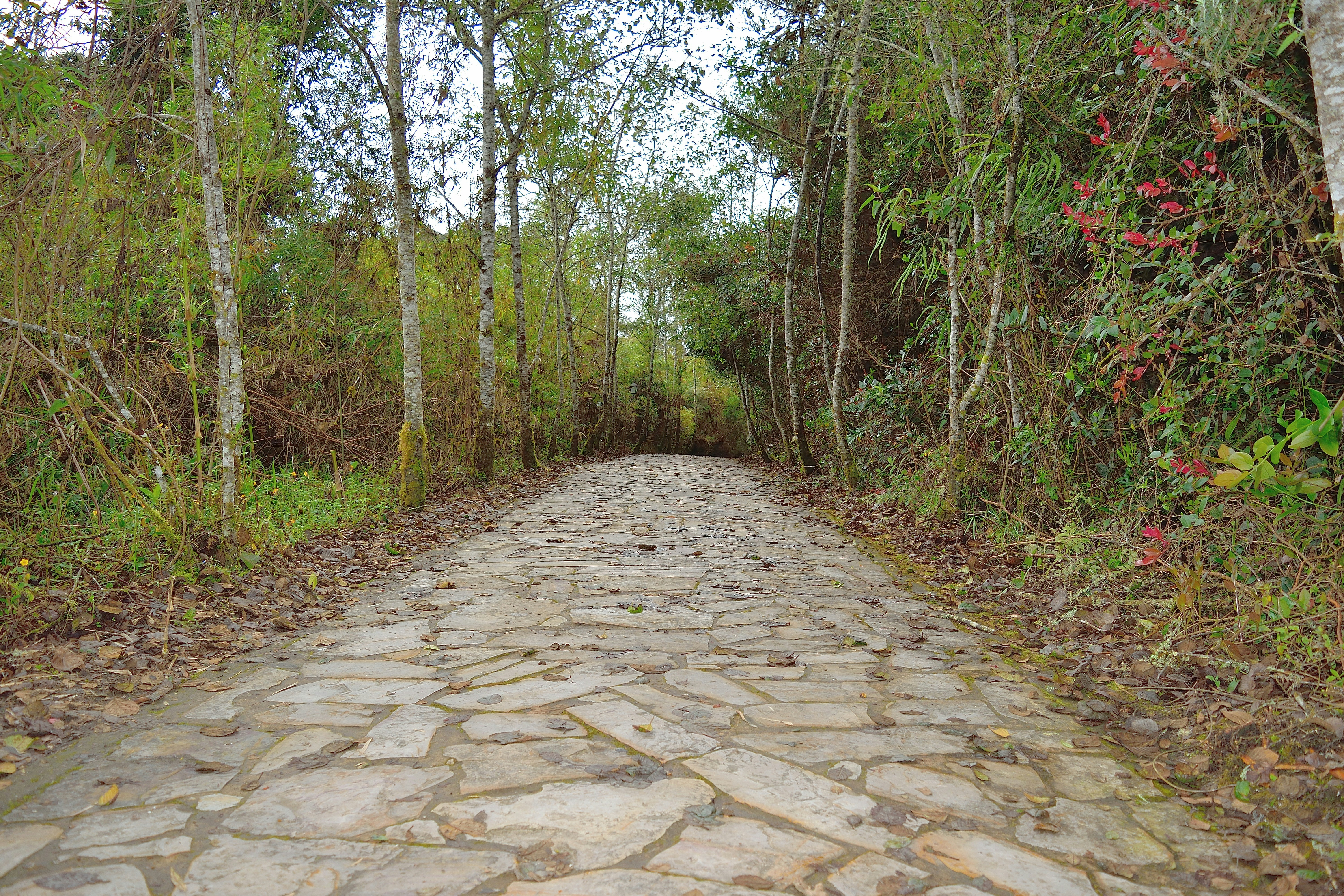 Stone Path Through a Quiet Woodland Corridor