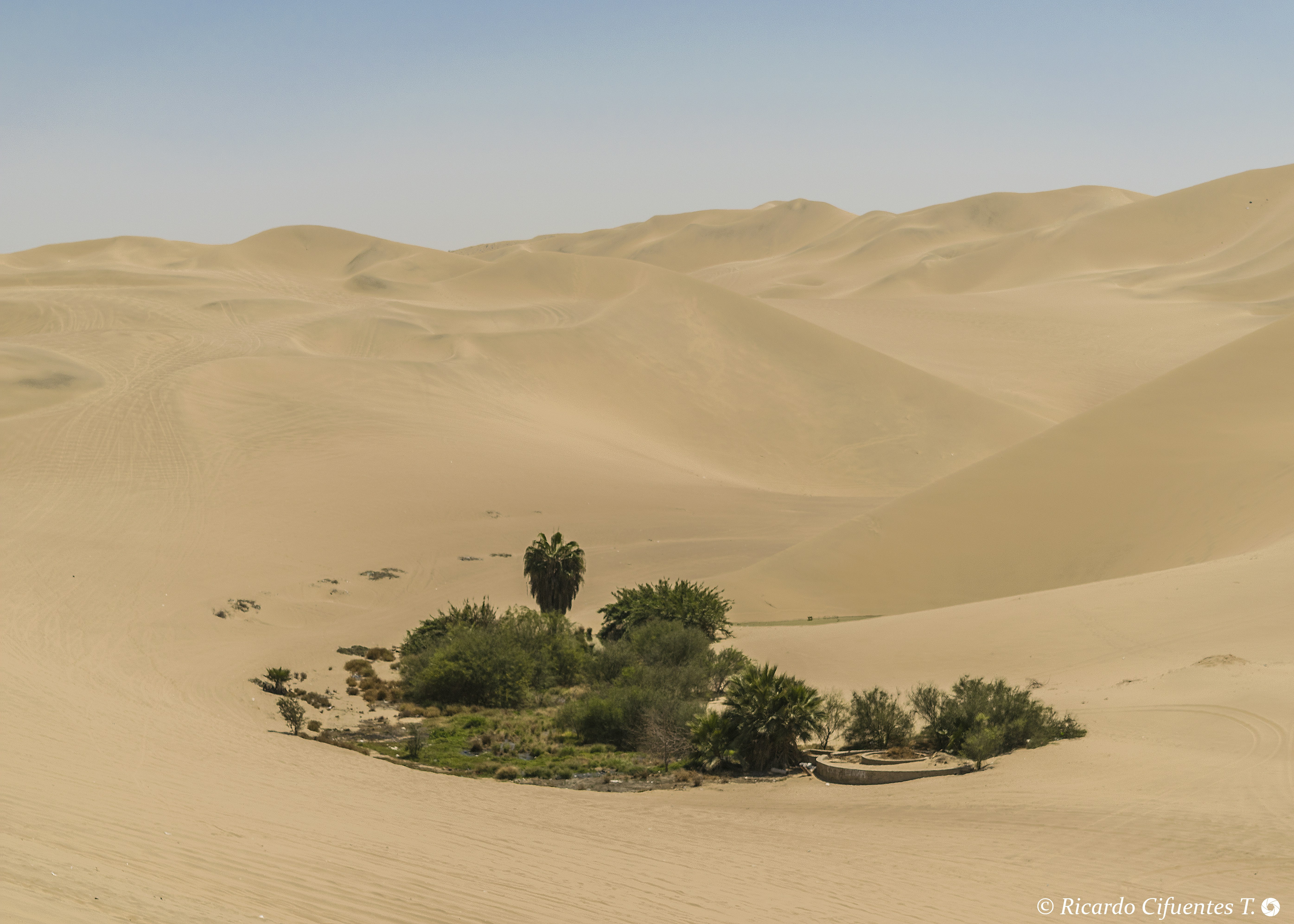 Oasis in a Sea of Dunes: Green Patch of Life Amid Golden Horizons