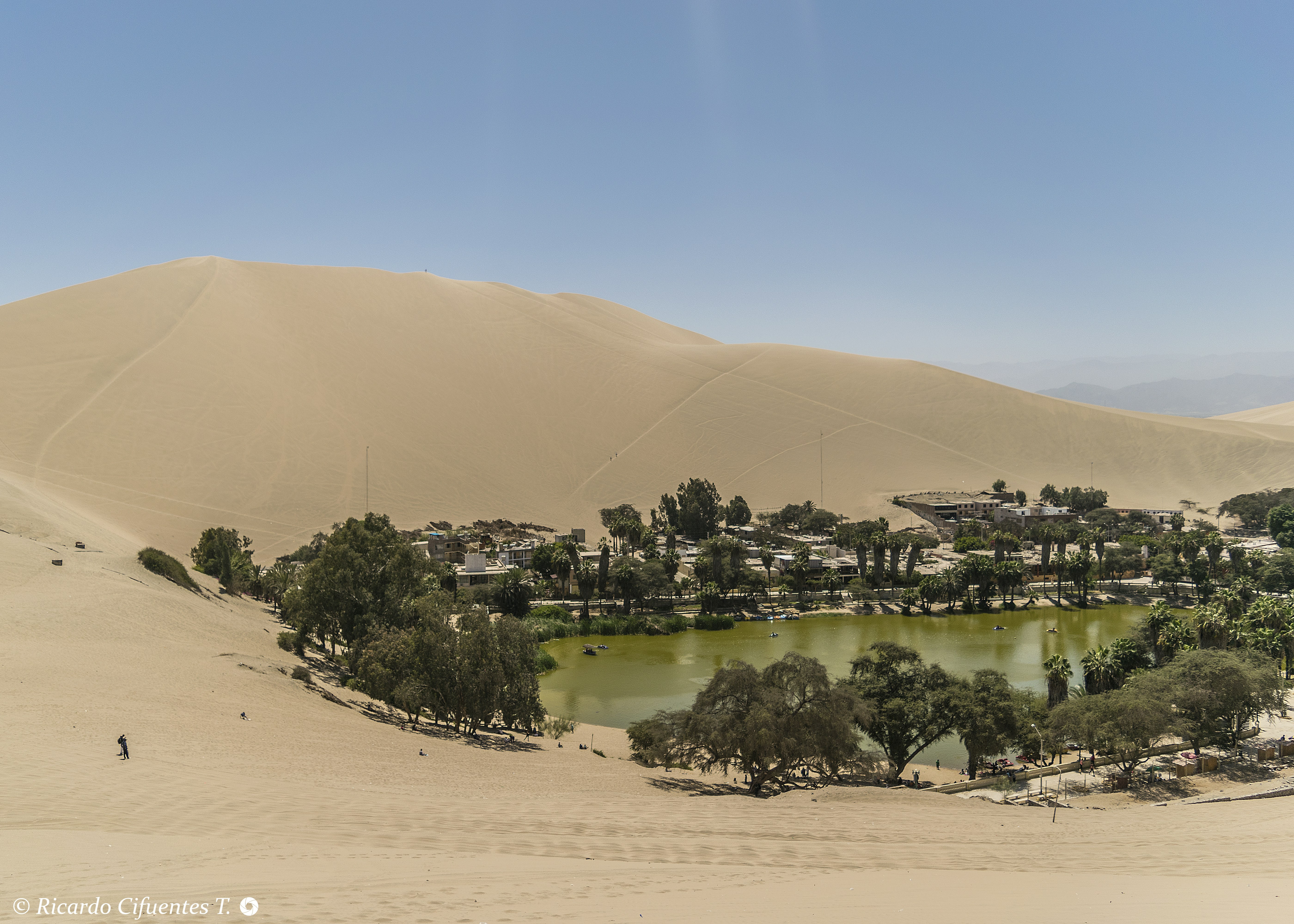 Verdant Oasis Amid the Golden Dunes
