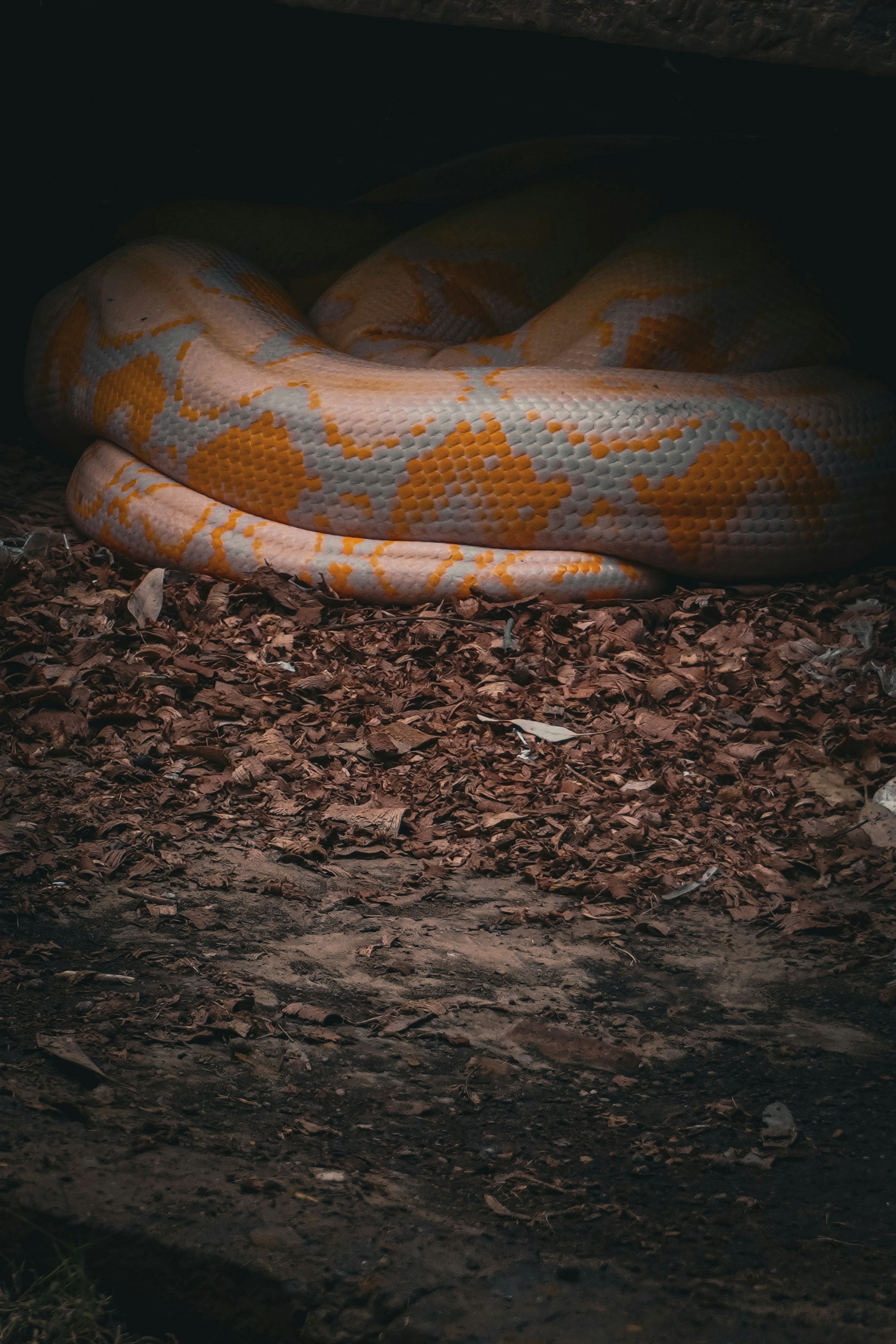 Coiled Guardian: A Coral-Pattern Snake in the Shade