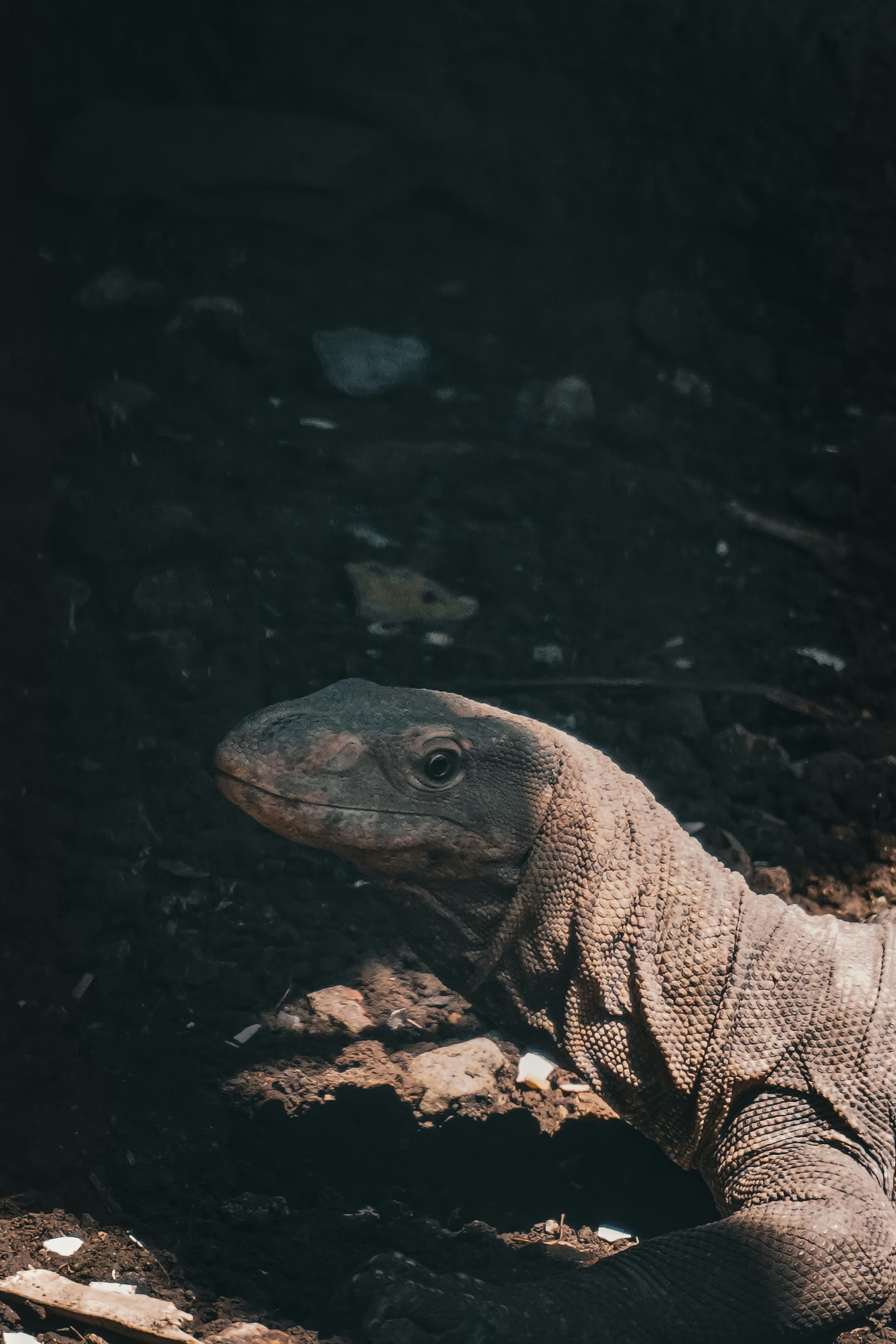 Lizard Among Shadows: A Quiet Portrait in Earthy Light