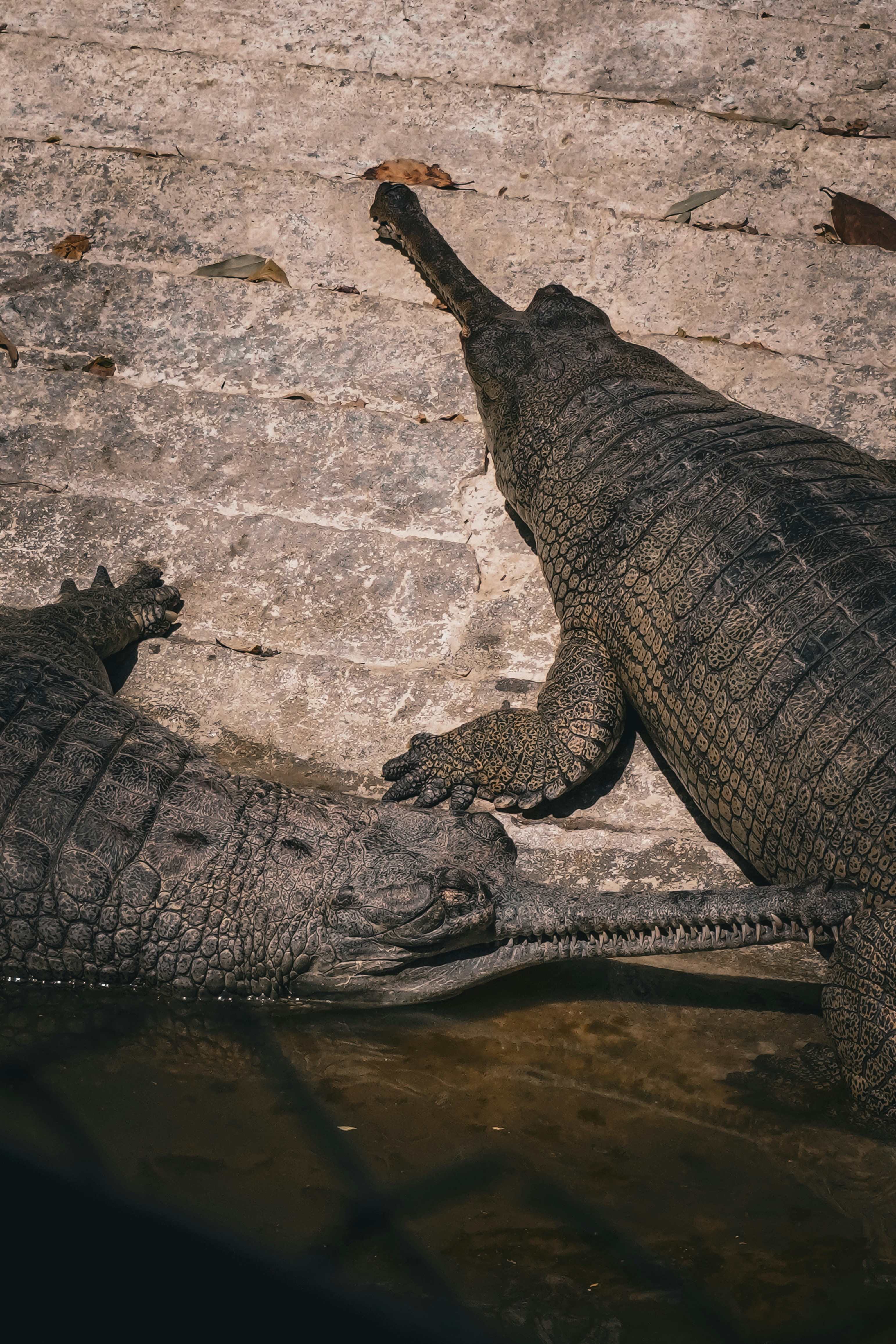 Eyes on the Edge: Crocodiles Resting on Rough Stone Steps