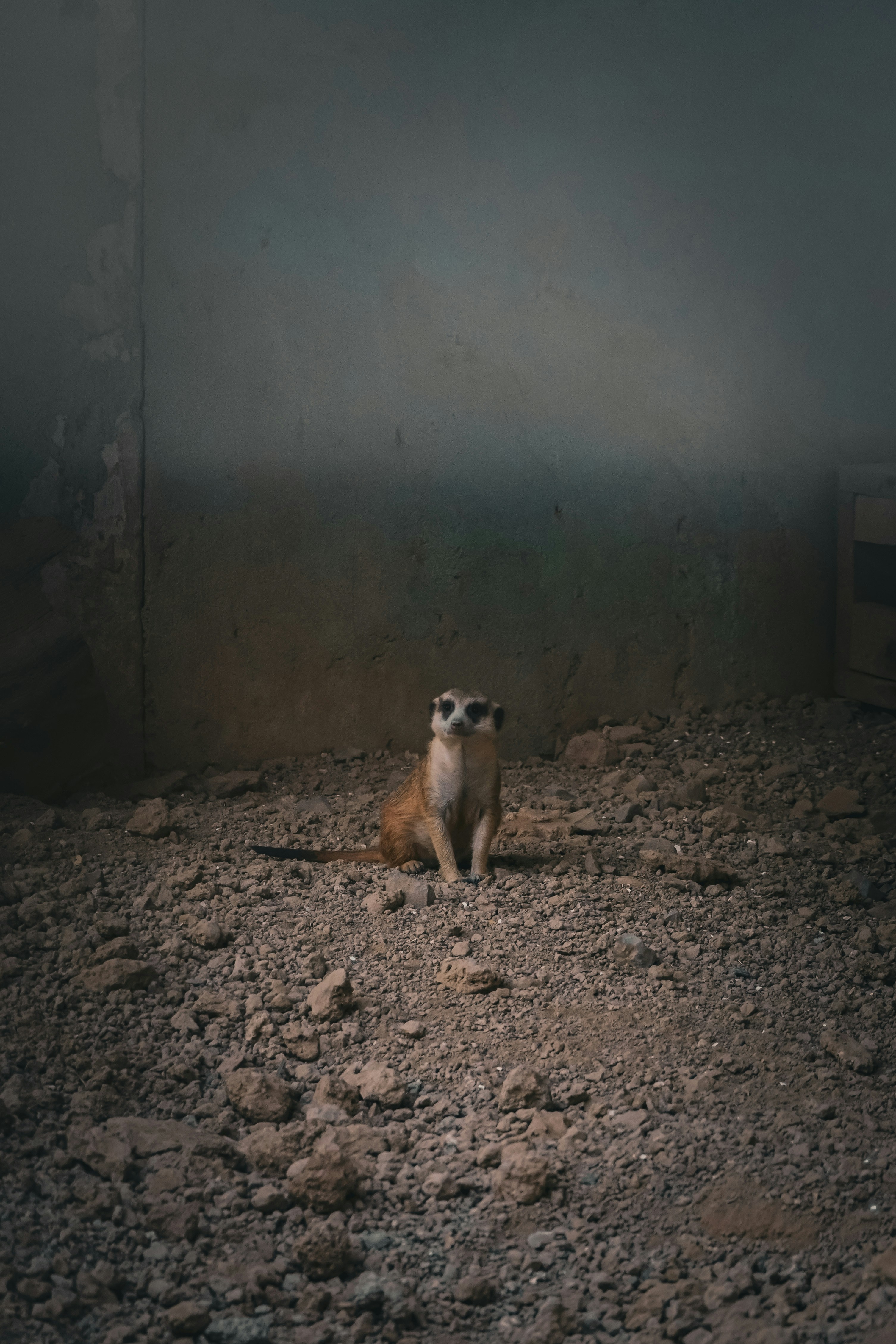 Lonely Meerkat in a Post-Industrial Gloom