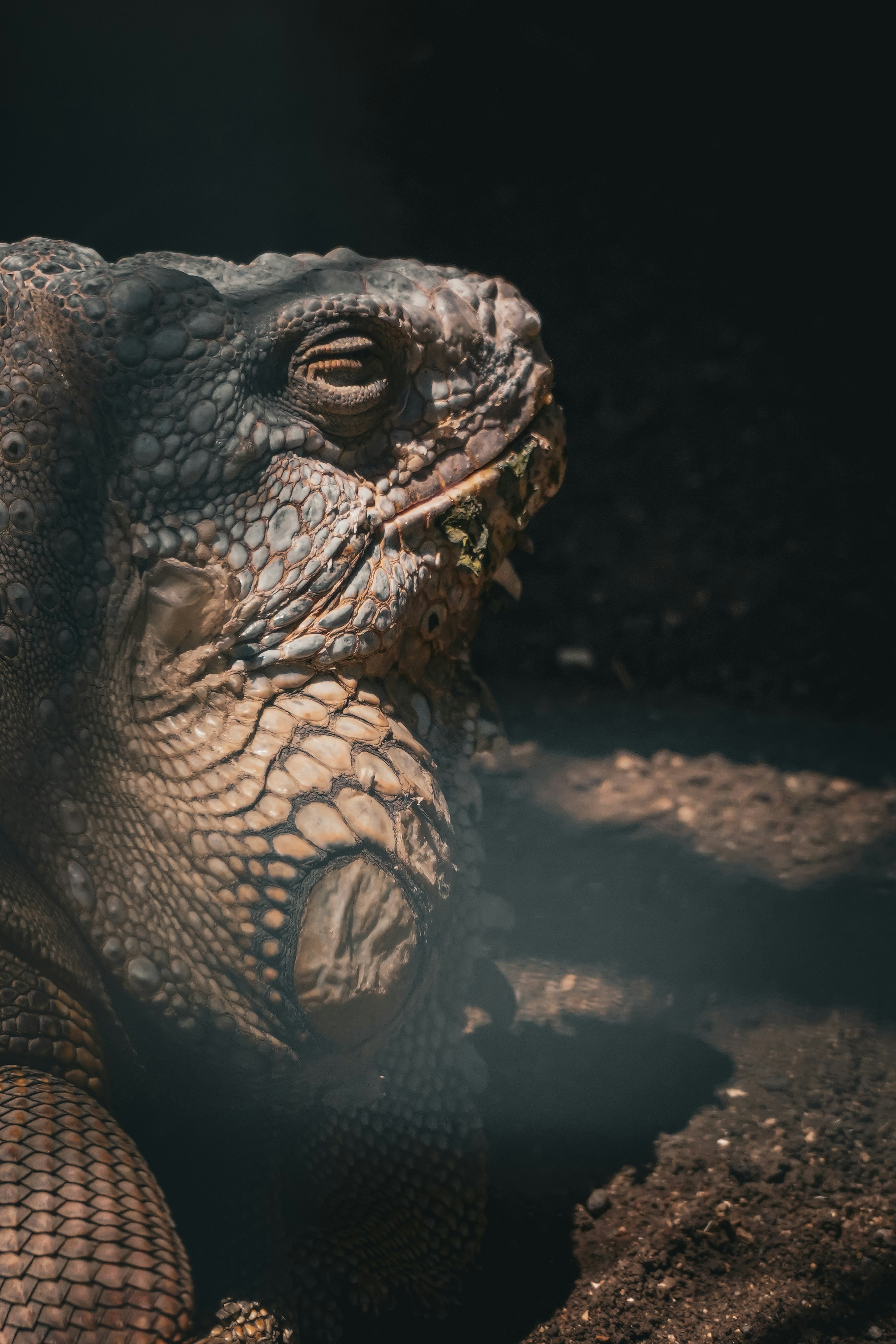 Close-up of a crocodile’s weathered face beneath dappled light