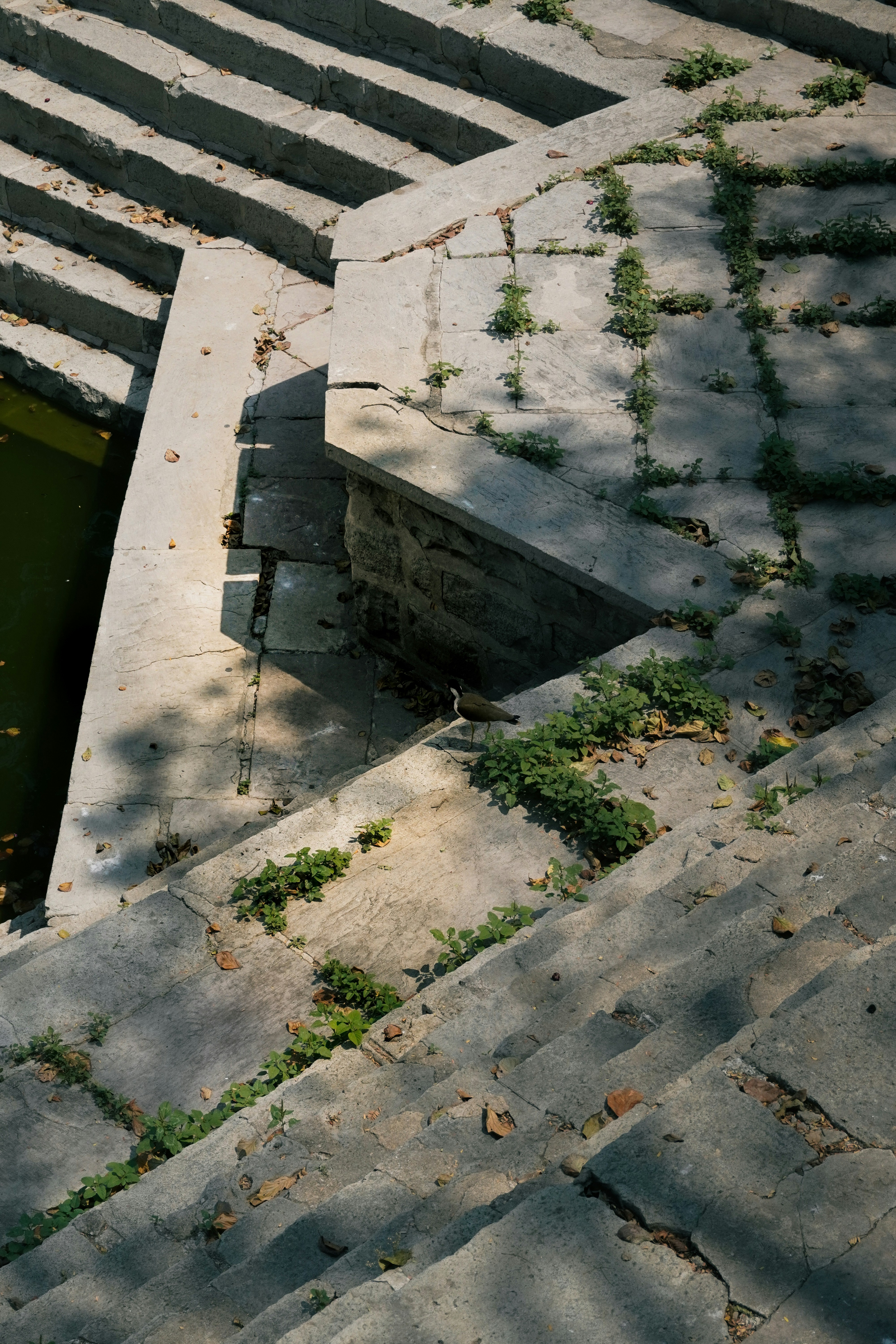 Overgrown Concrete Steps by a Quiet Canal