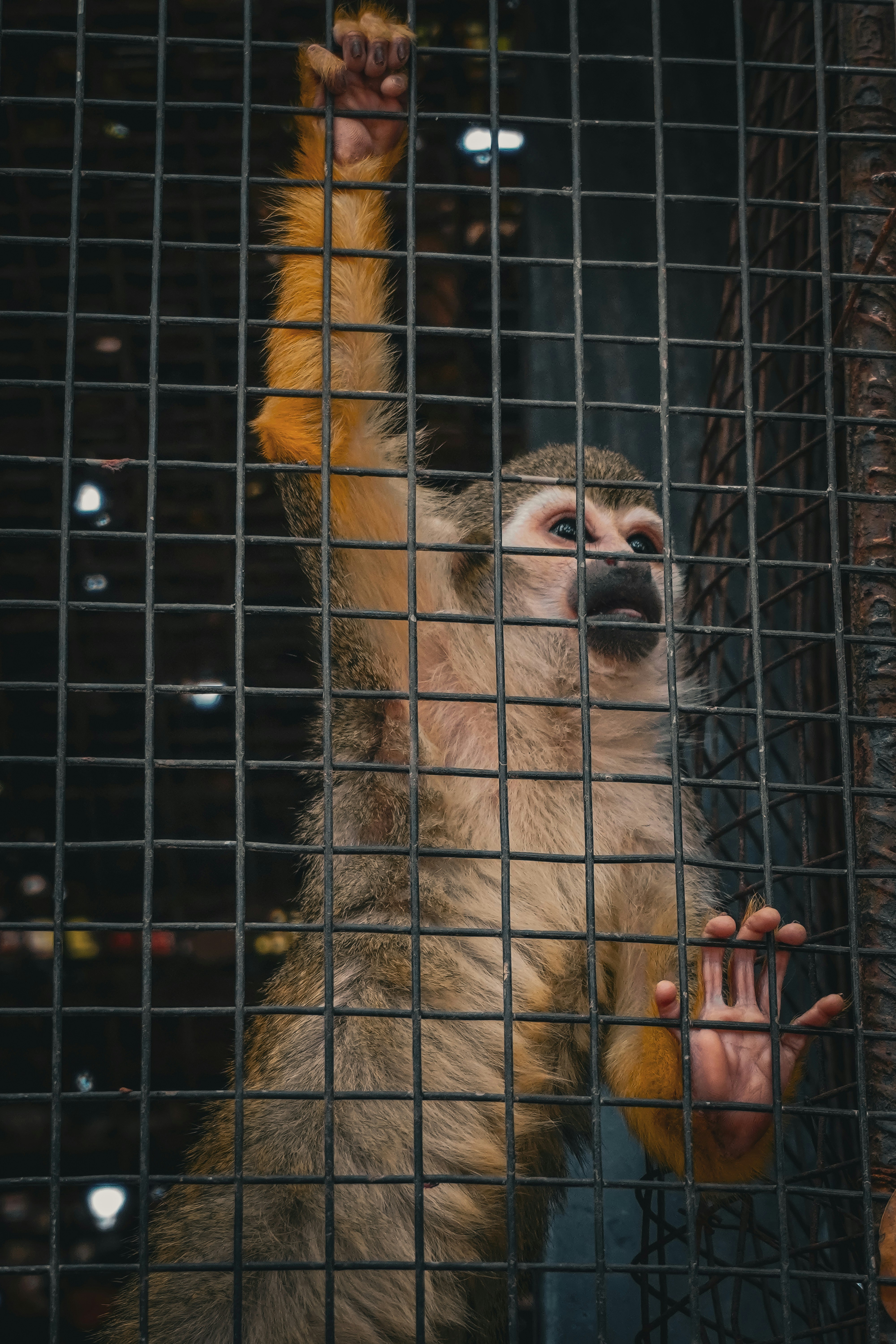 Prisoner’s Gaze: A Curious Little Monkey Reaching for Freedom