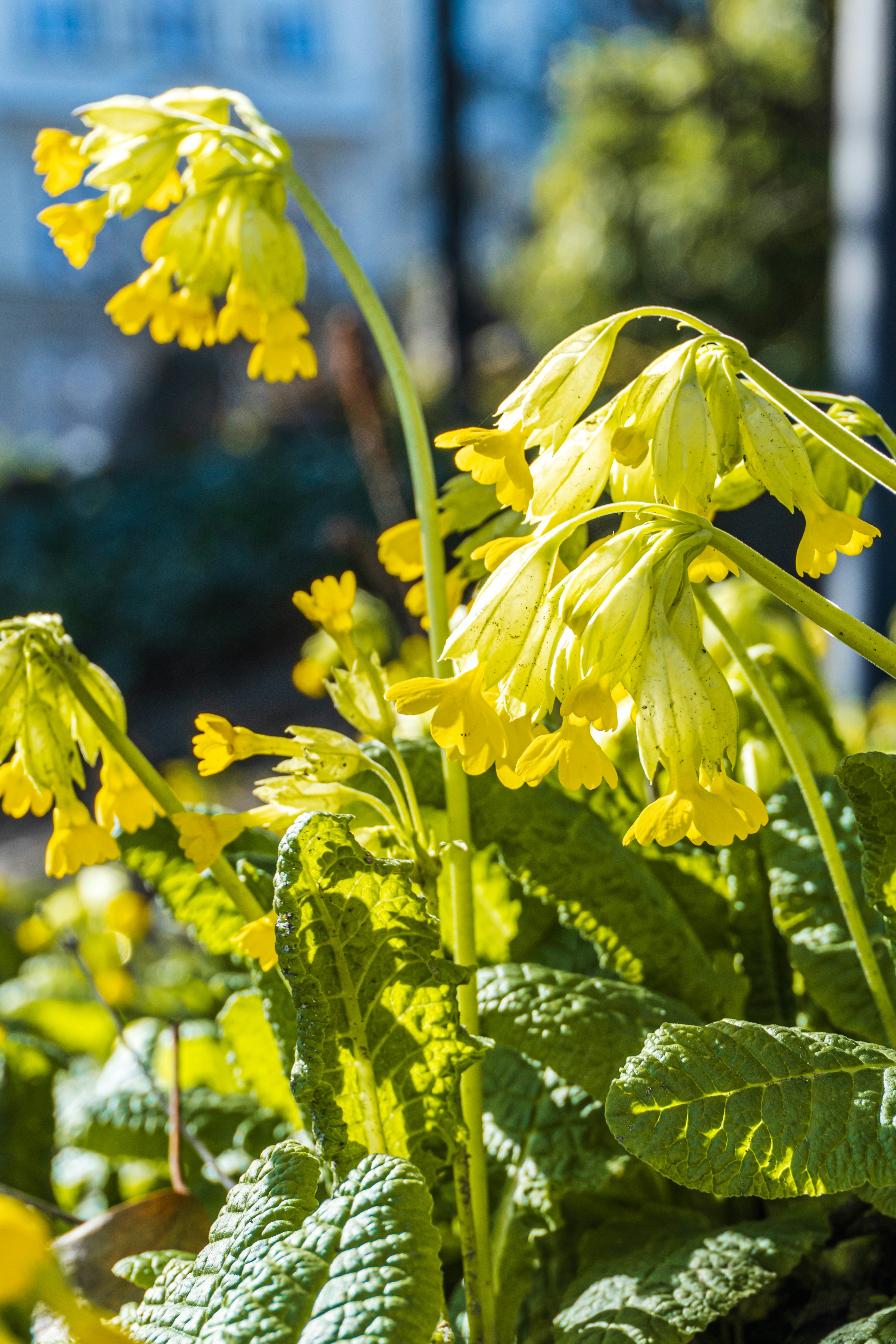 Sunny Yellow Bellflowers Reaching Toward a Bright Urban Afternoon