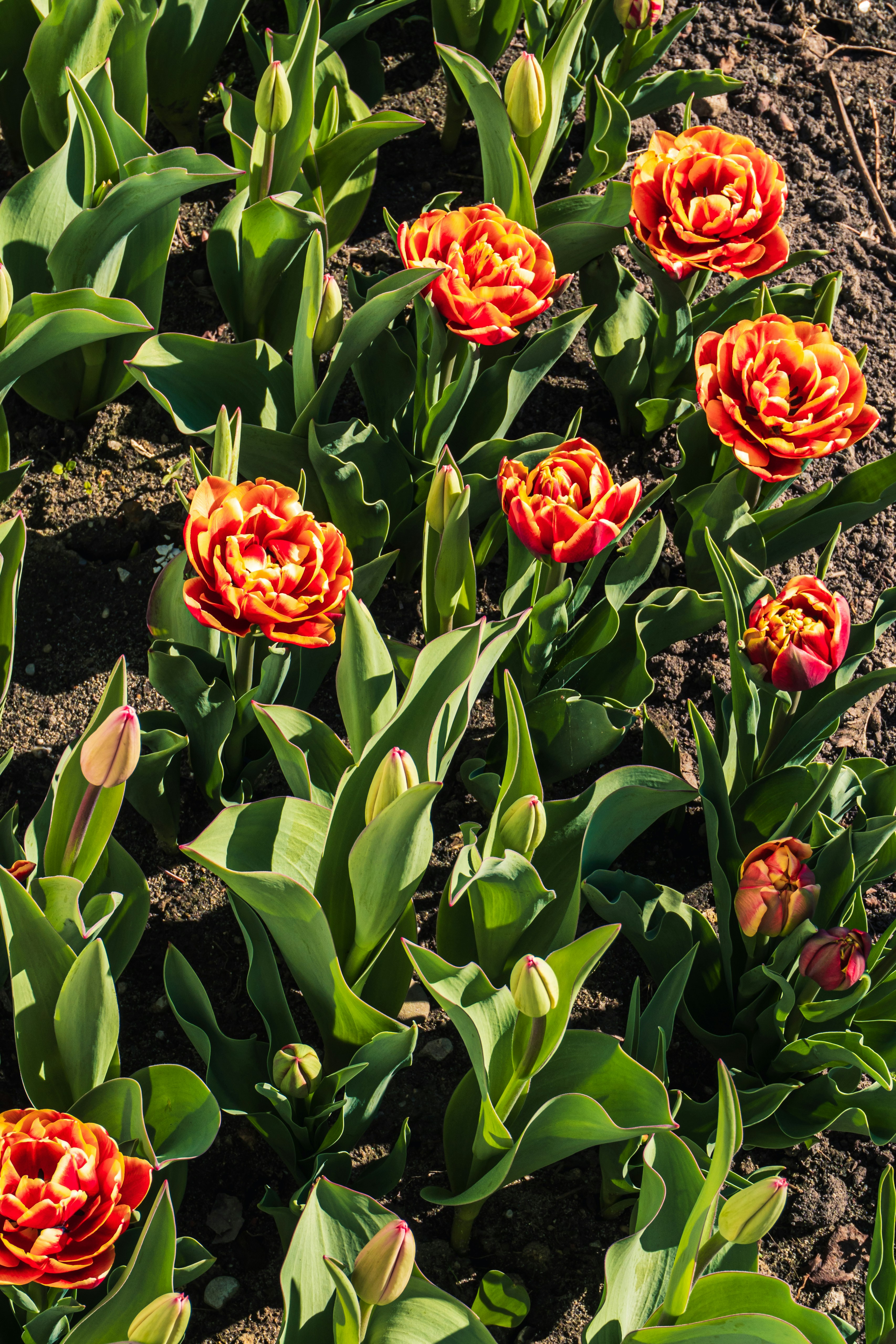 Orange Tulips in Sunlit Bed Forming a Floral Wave