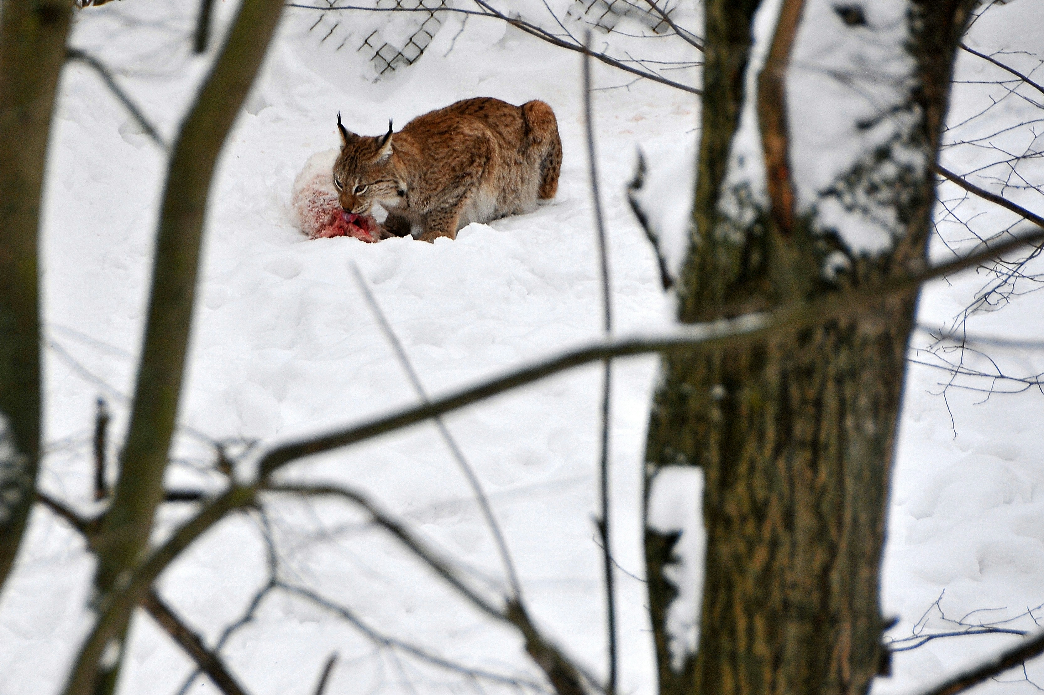 Lynx in Snowbank, Feasting Under Quiet Winter Light