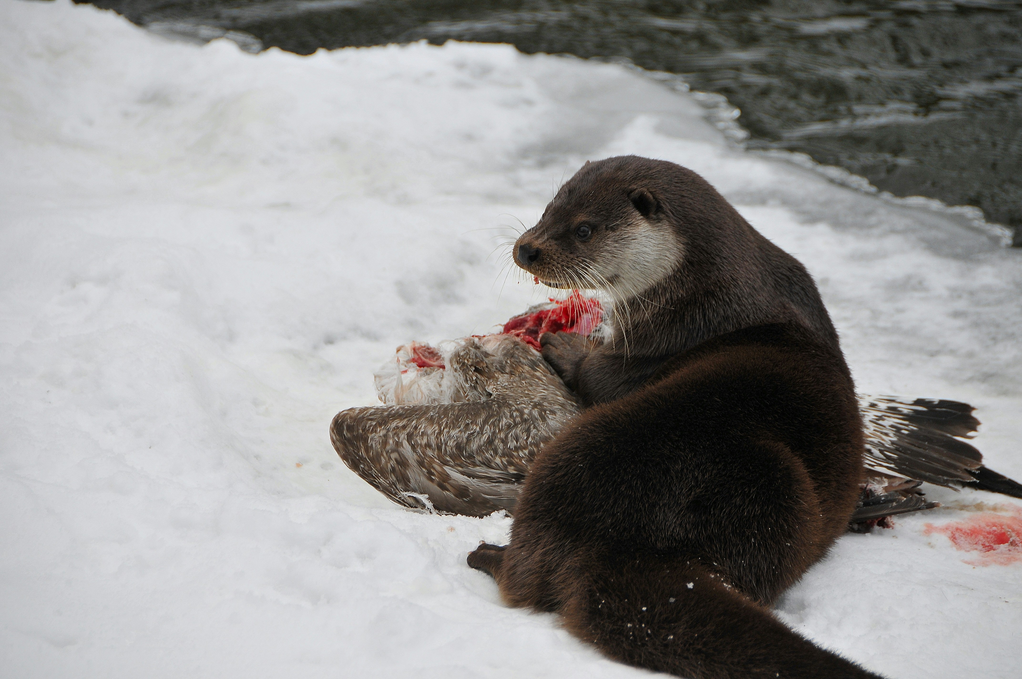 Arctic Predator at Rest: Seal Prey Gripped in Snow
