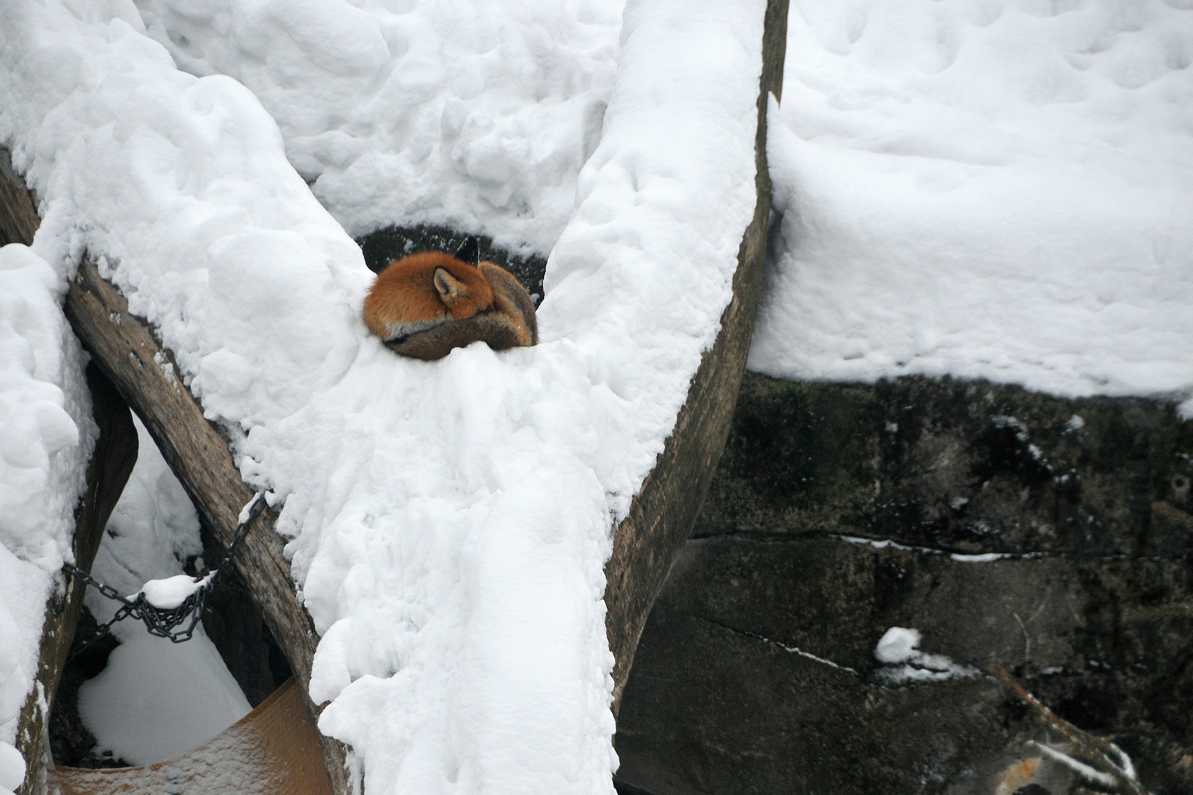 Snow-Crowned Hollow: A Dormant Red Squirrel Resting in Winter Shrine