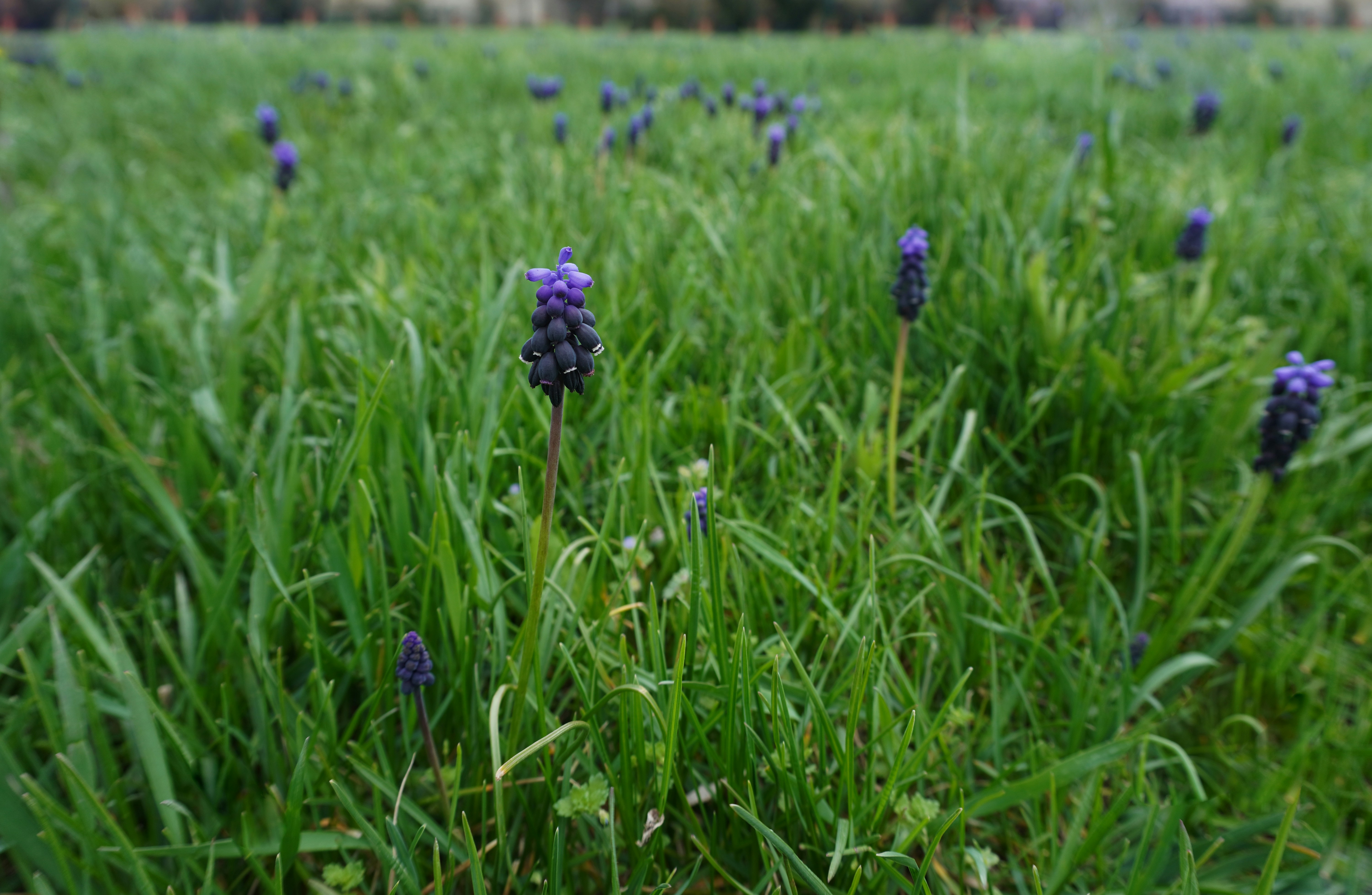 Azure Foxglove Field: a Quiet Dose of Color in Spring Grass