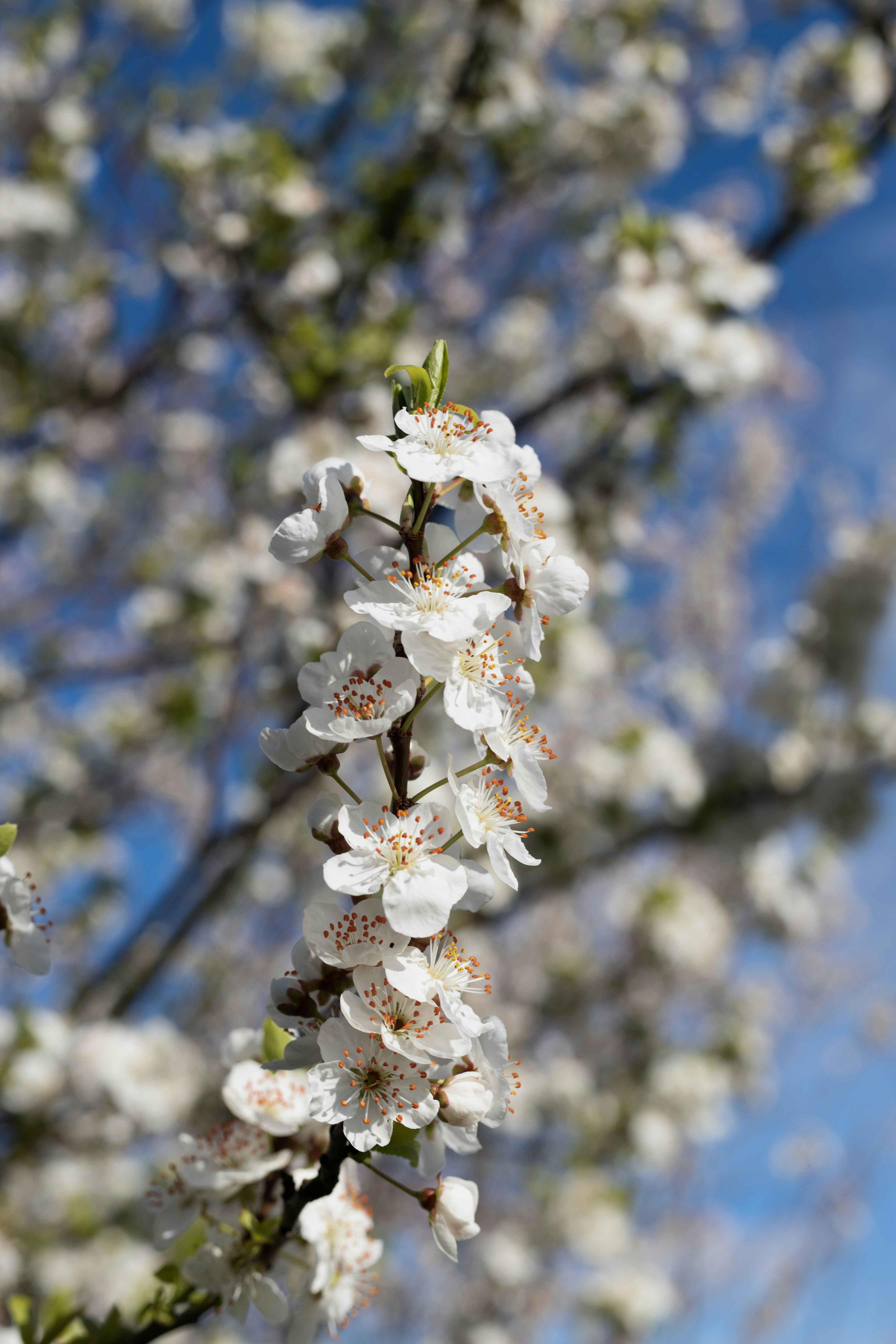 Blooming Cascade: White Petals Against a Cerulean Sky