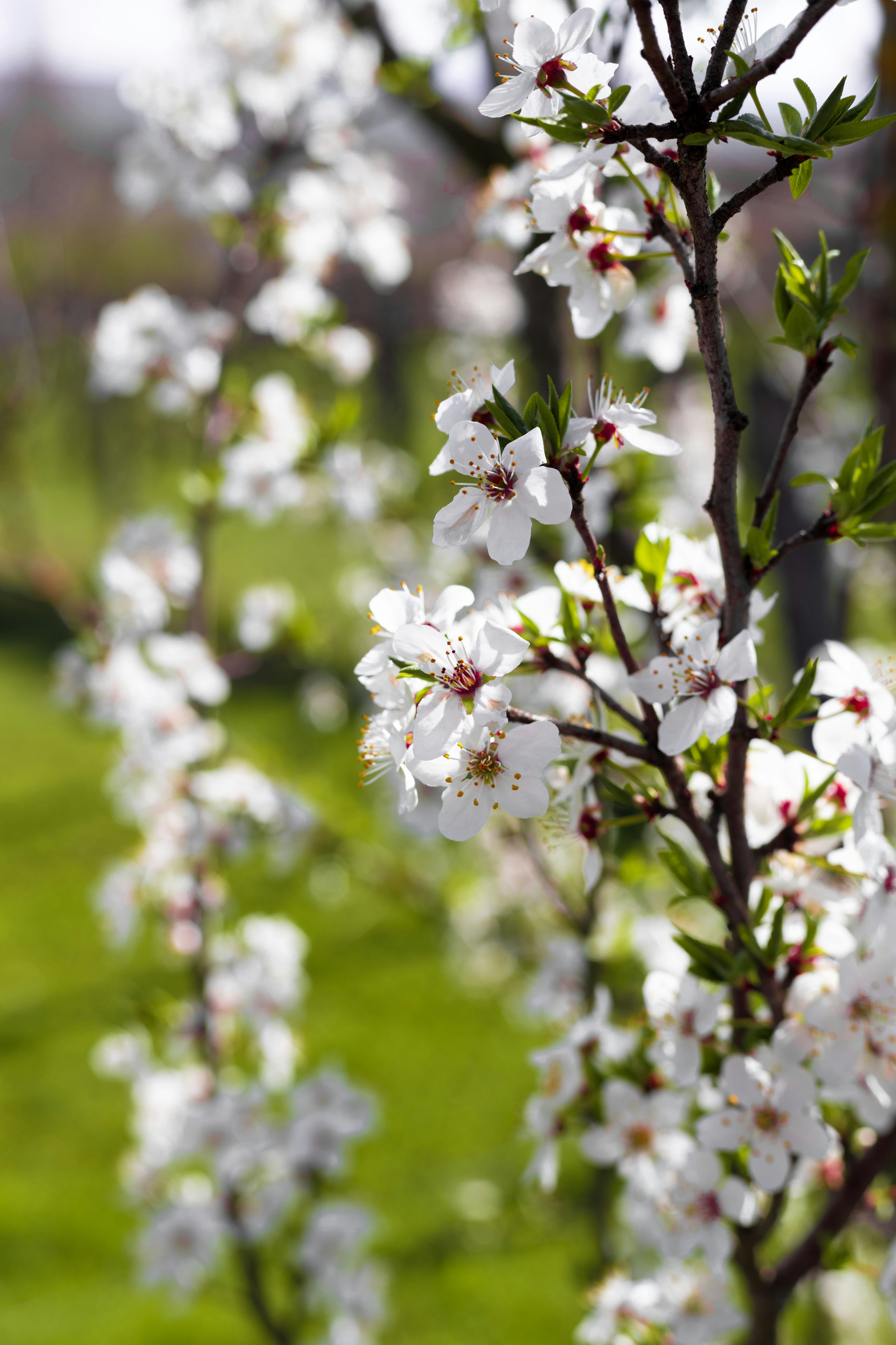 Blossoms in Focus: A Sunlit Corridor of White Petals