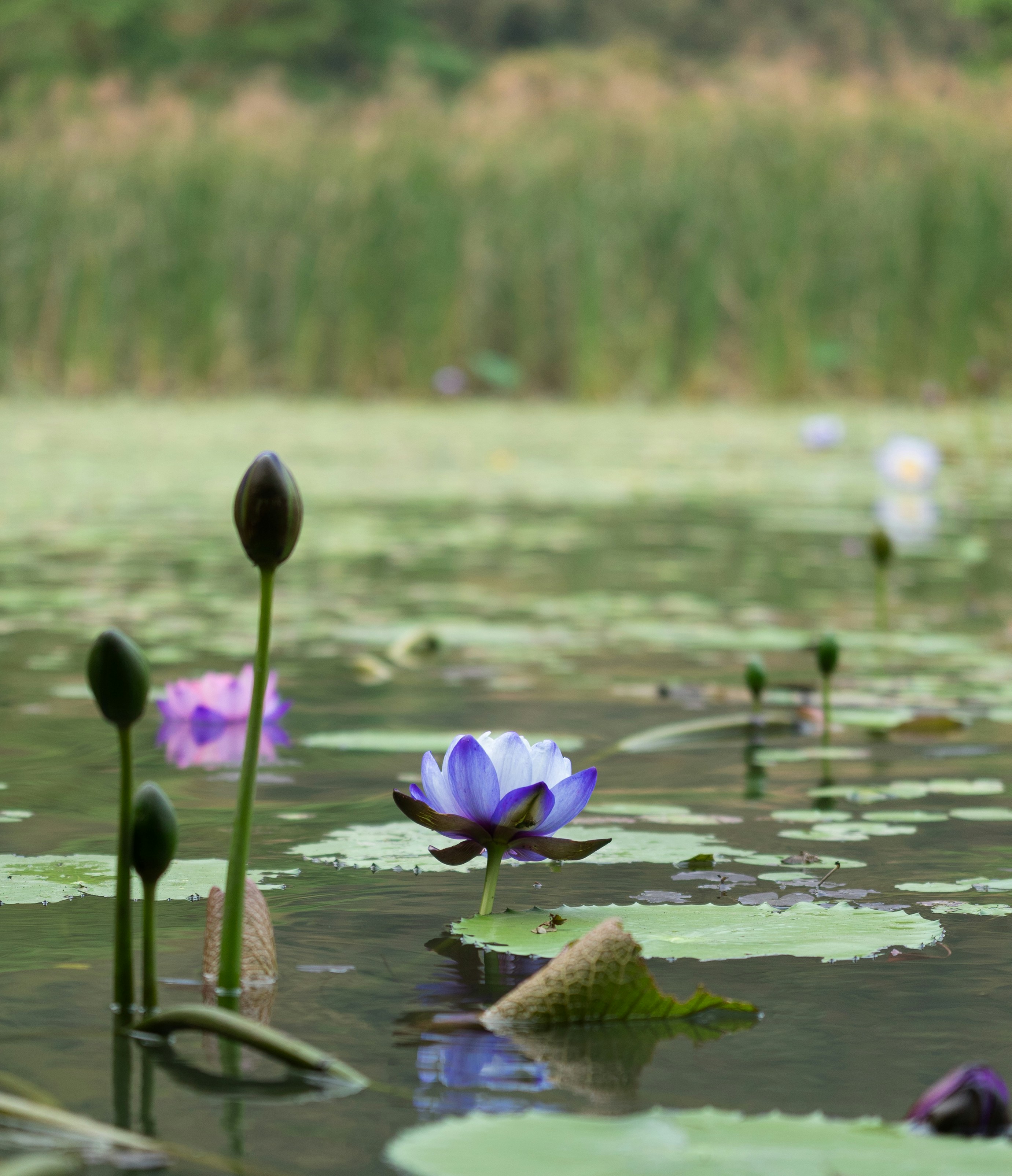 Floating Violet Bloom: A Quiet Moment Among Lilypads