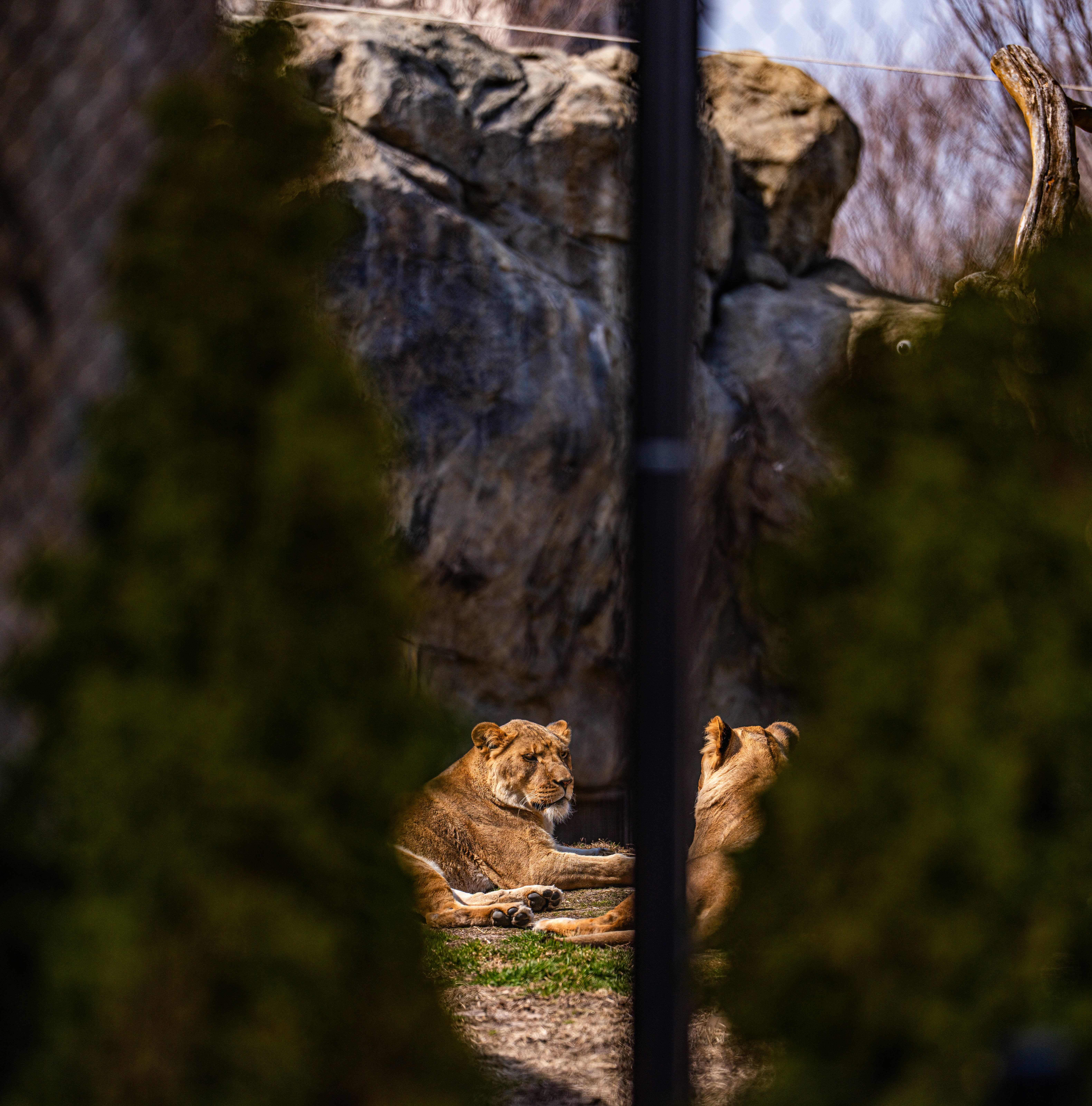 Lions at Rest in a Narrow View