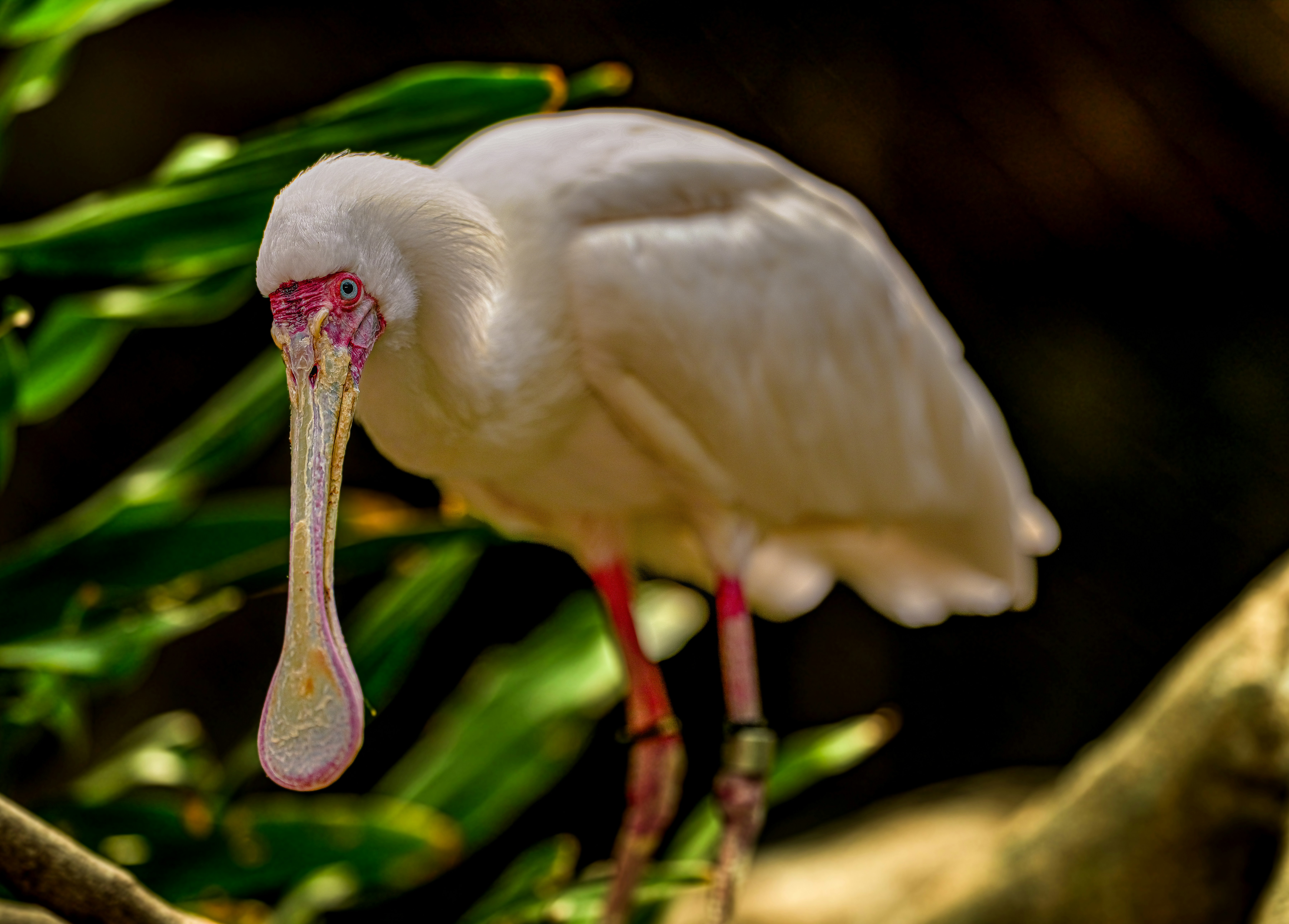 Ibis in Focus: A Feathered Profile by the Sunset