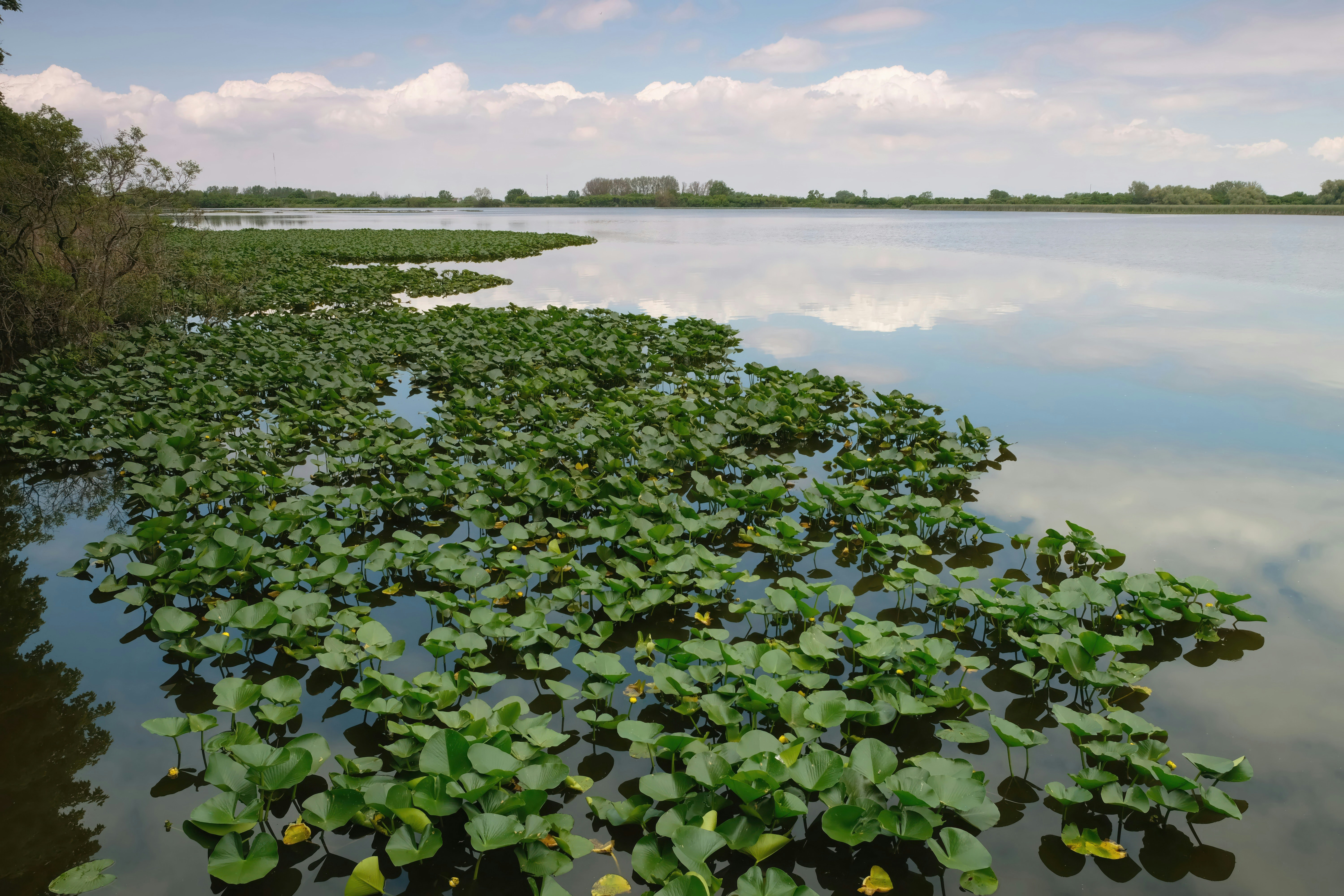 Canopy of Lily Pads and Quiet Horizon