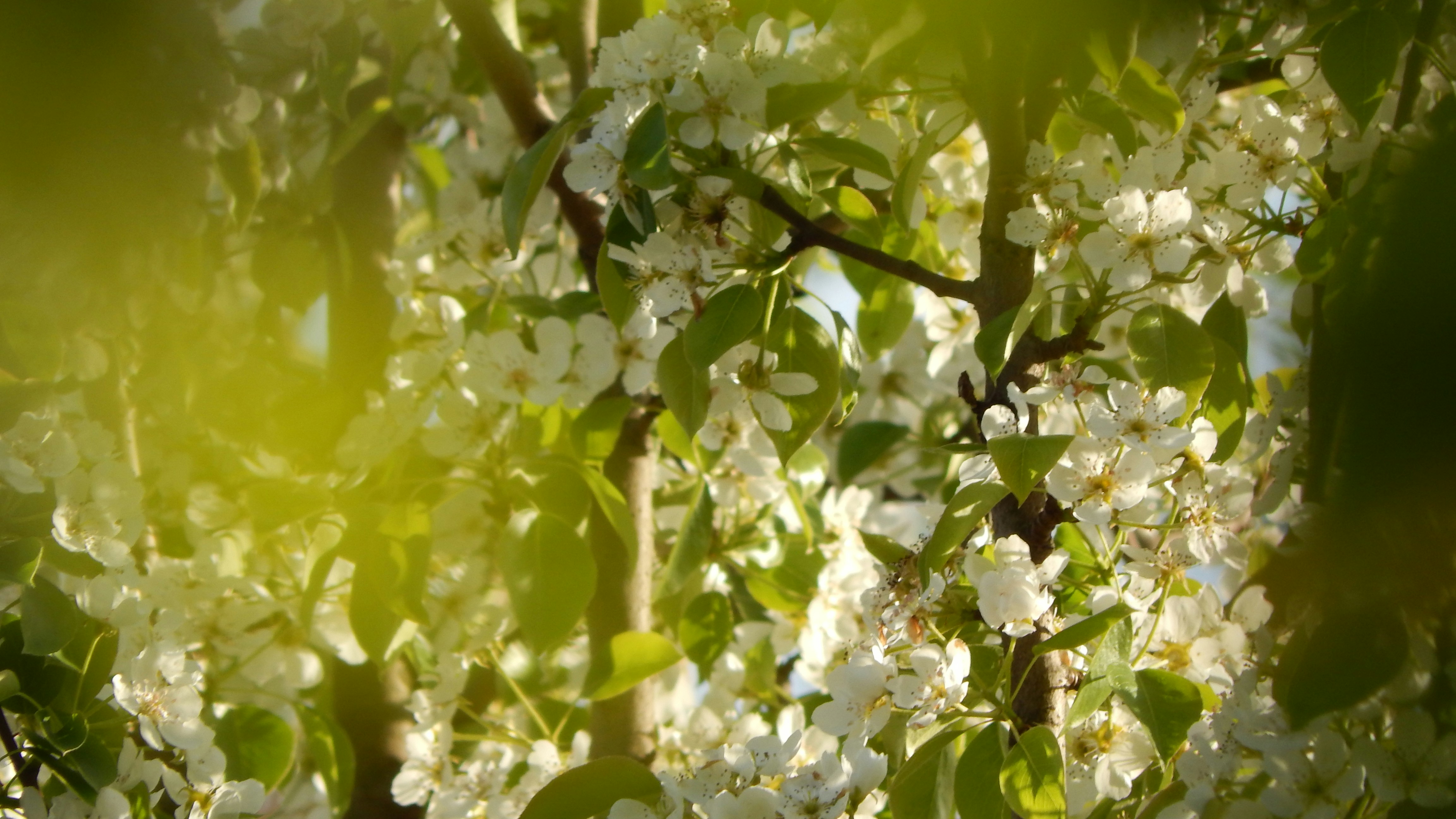 Blooming Orchard in Soft Backlight