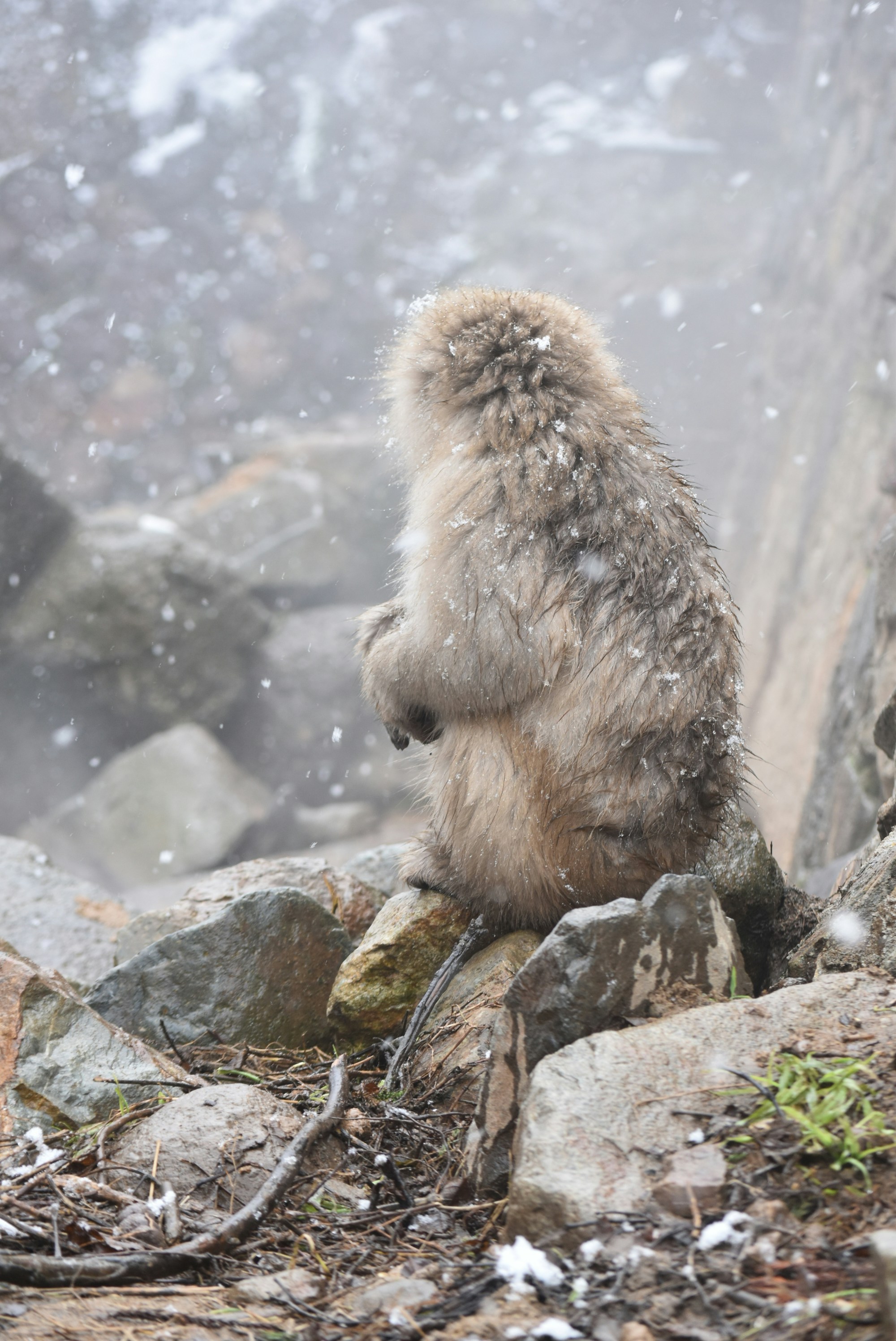 Snowbound Vigil: A solitary marmot on weathered rocks