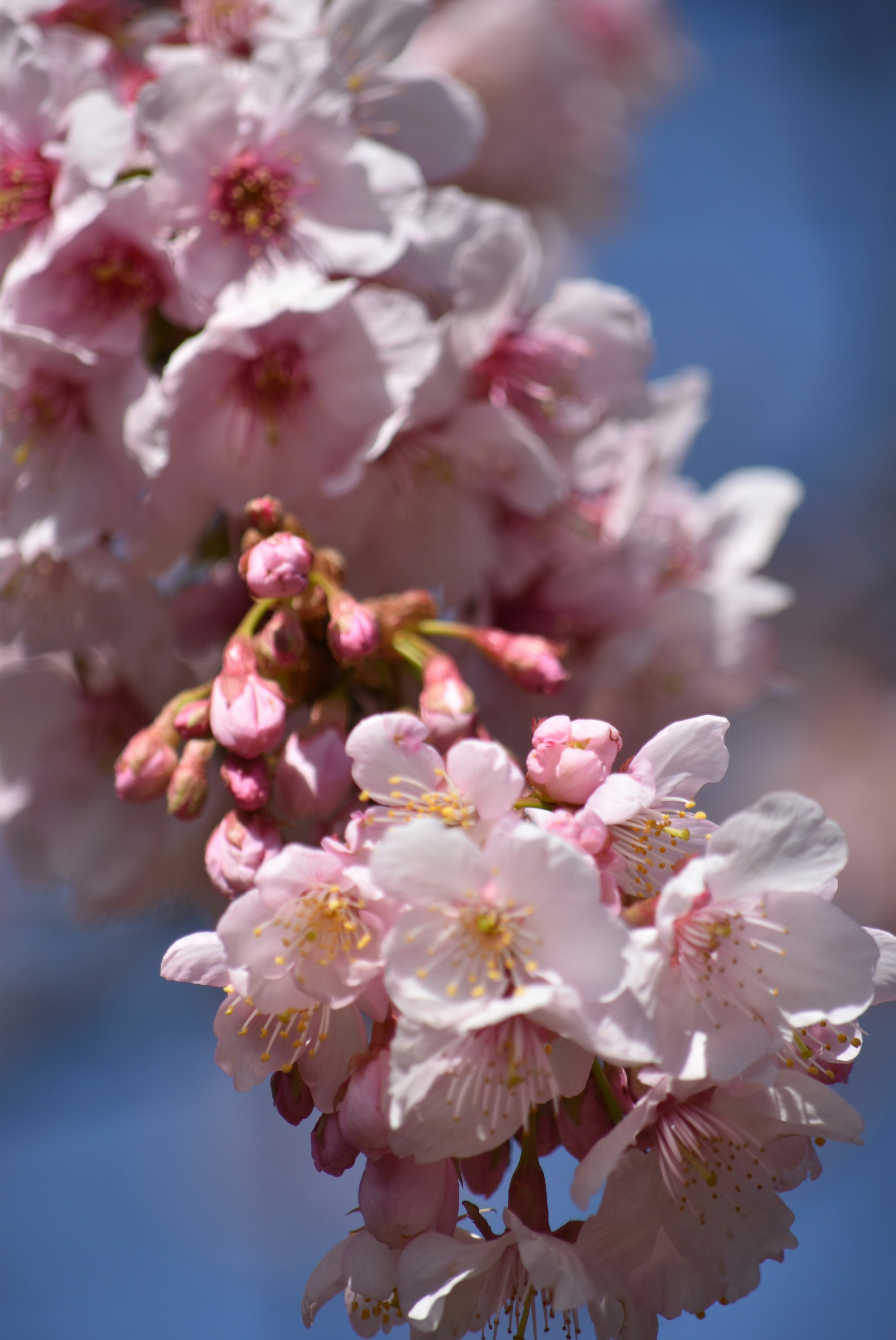 Blossom Cascade: Soft Pink Petals in Sunlit Bloom