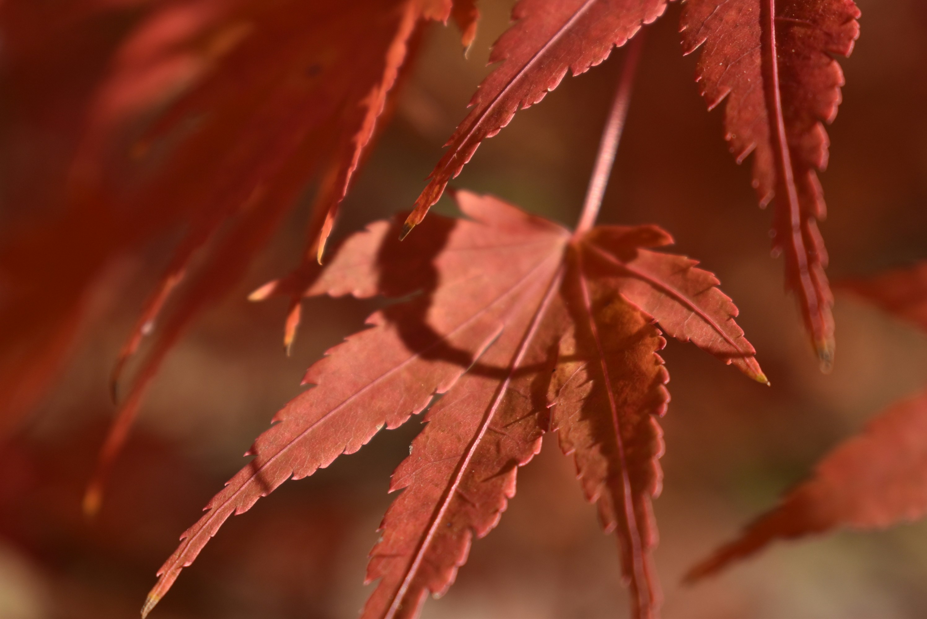 Crimson Vein: Autumn Leaves in Focus