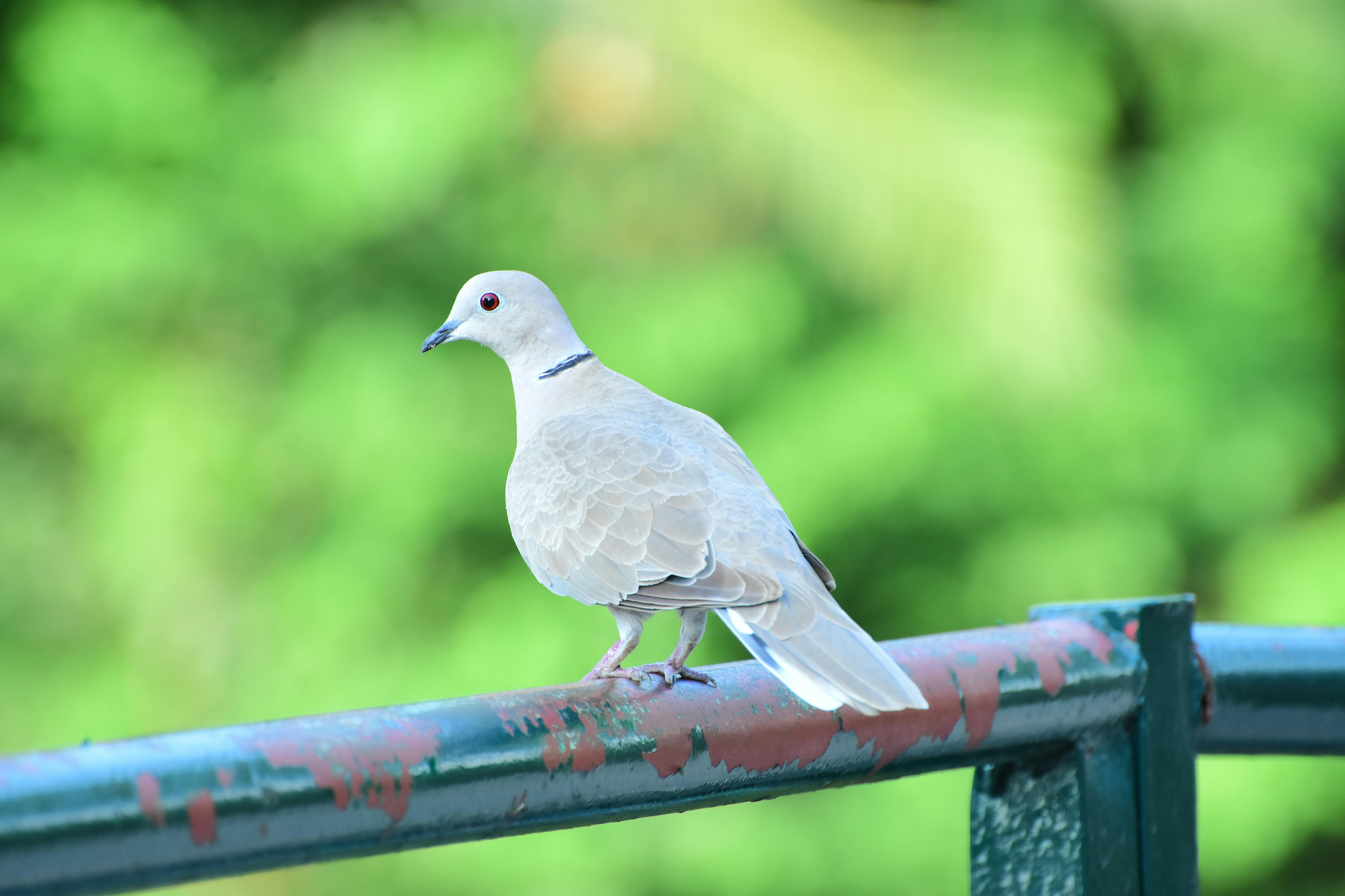 Pigeon on a Weathered Rail: Quiet Portrait against Verdant Blur