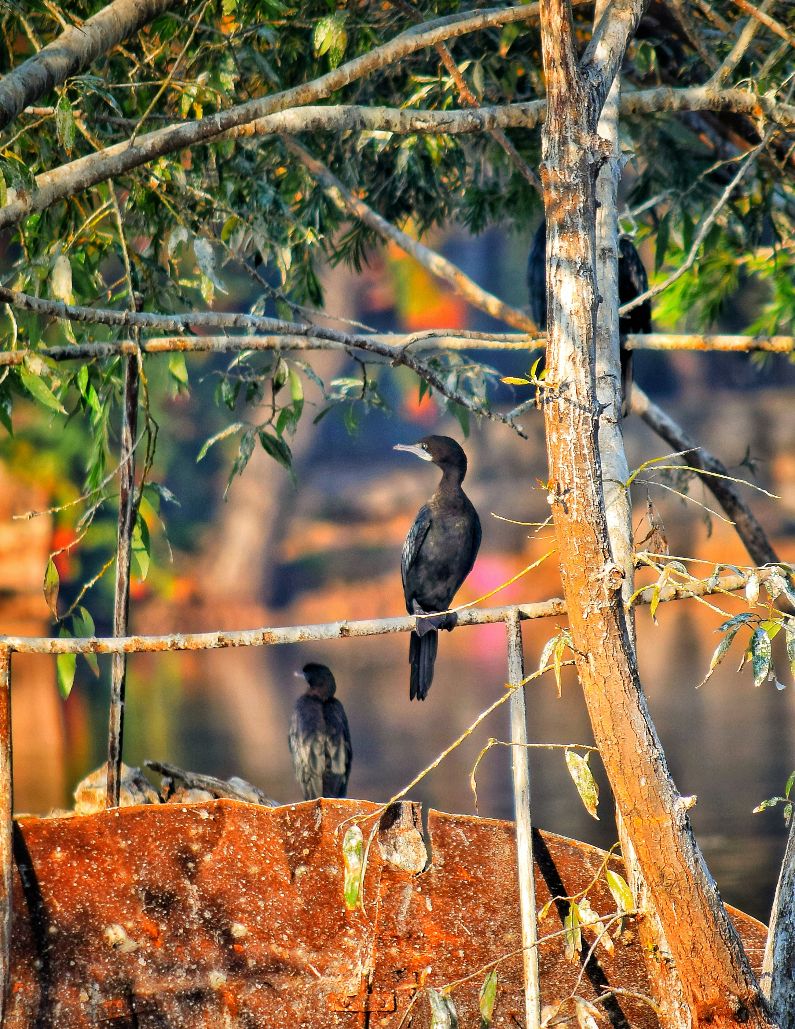 Two cormorants on a sunlit branch amid spring foliage