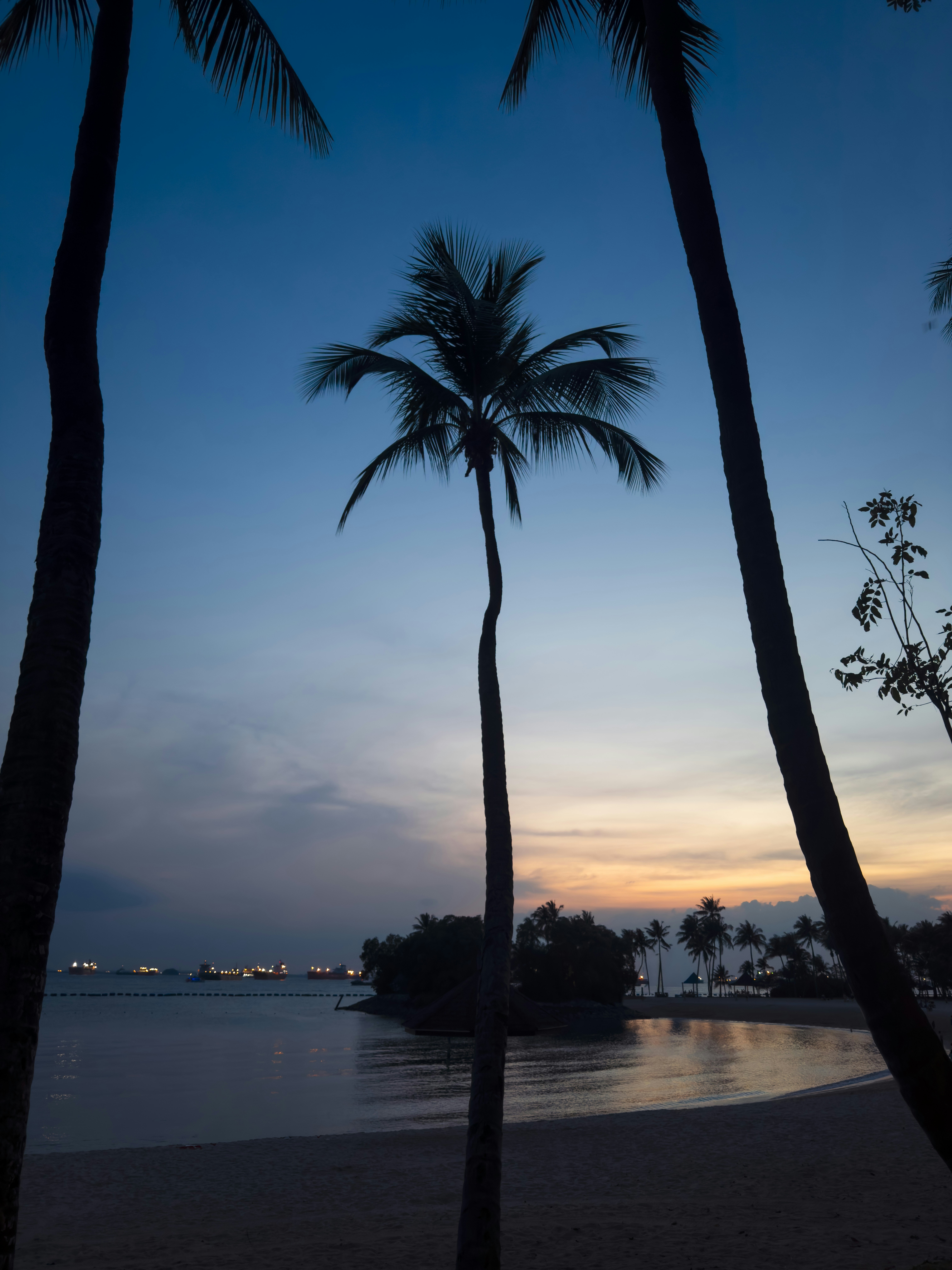 Silhouetted Palm Serenade at Dusk