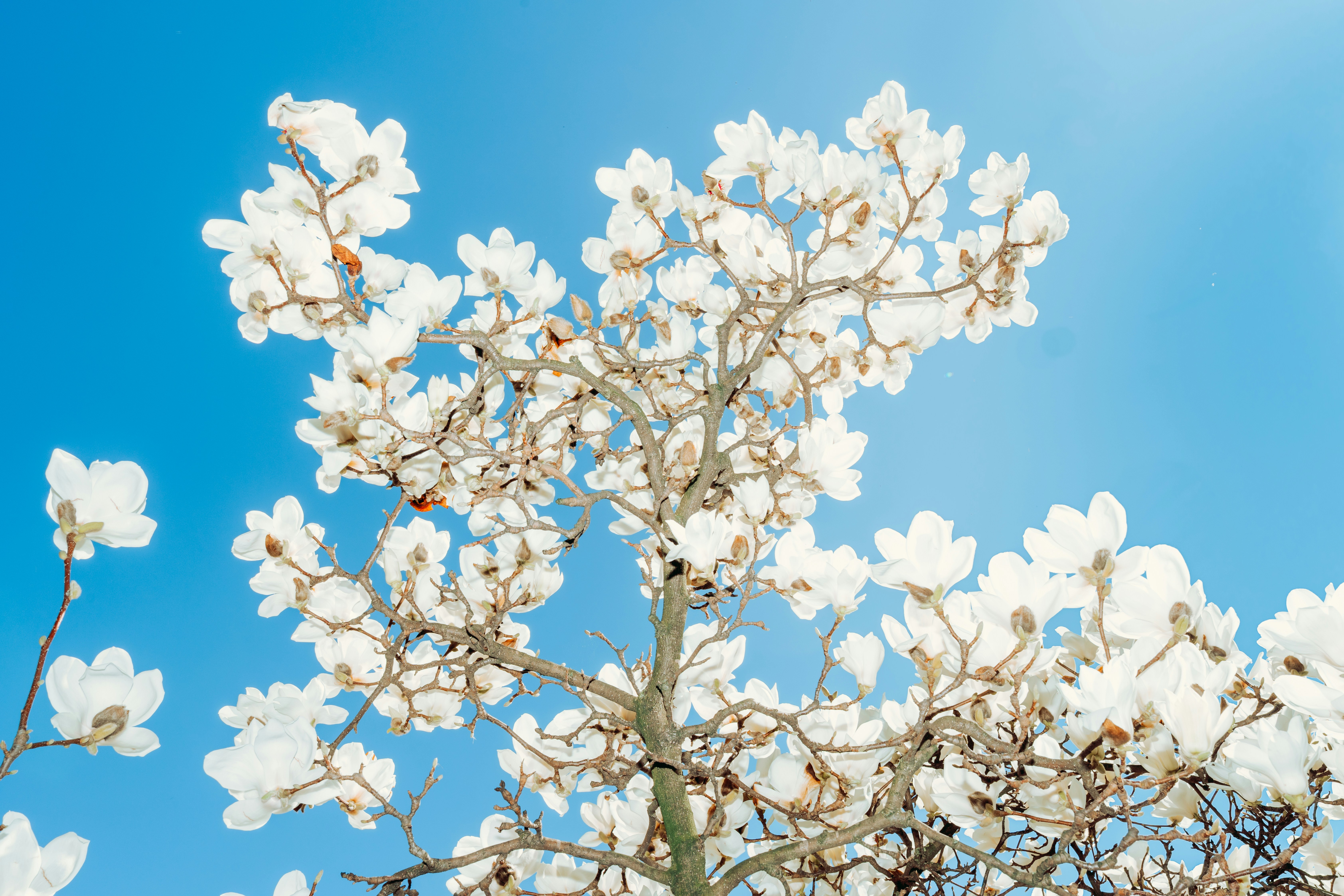 Blooms Reaching Toward a Cerulean Sky
