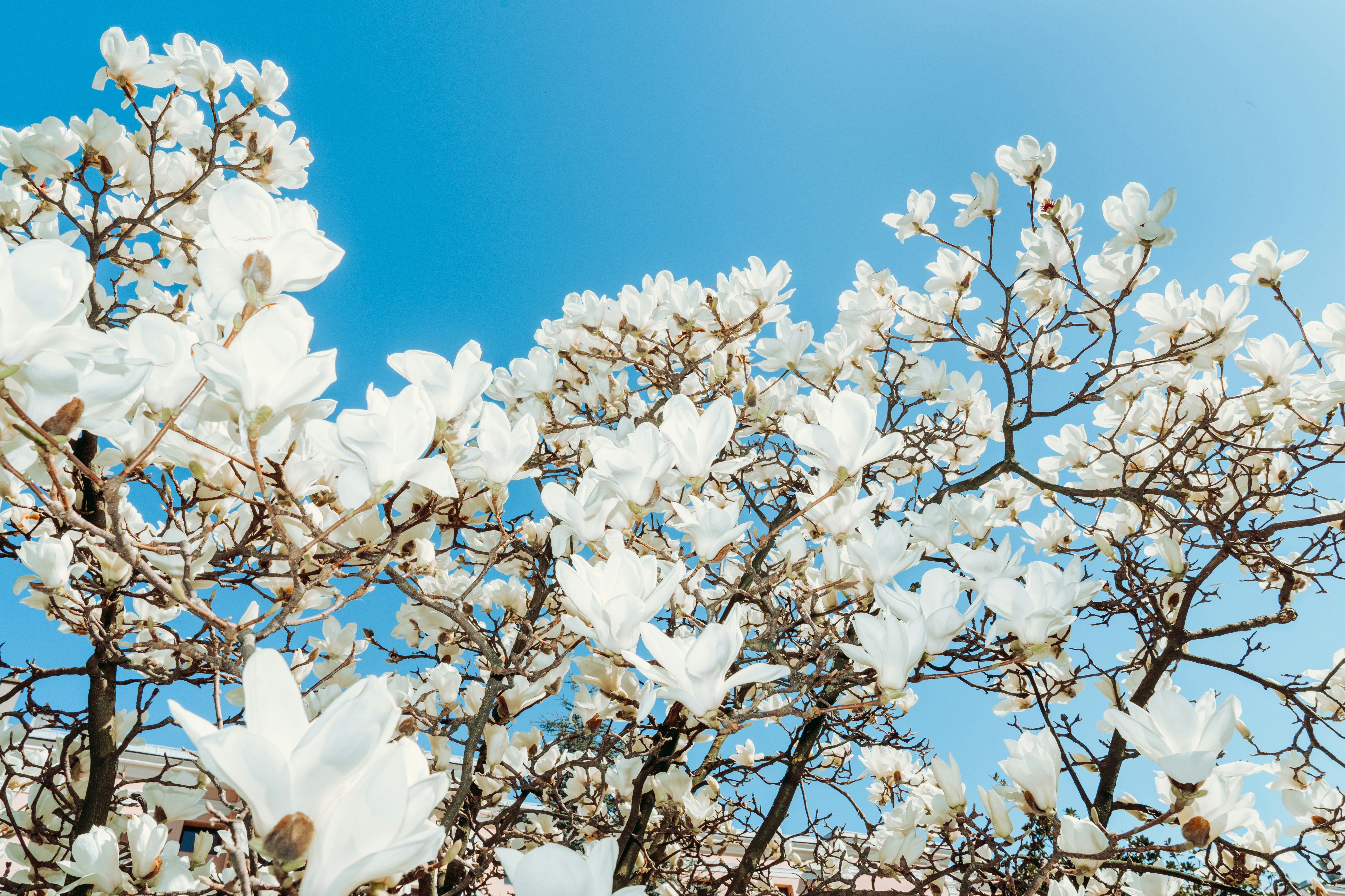 Skyward Bloom: White Flowers Framing a Clear Blue Day