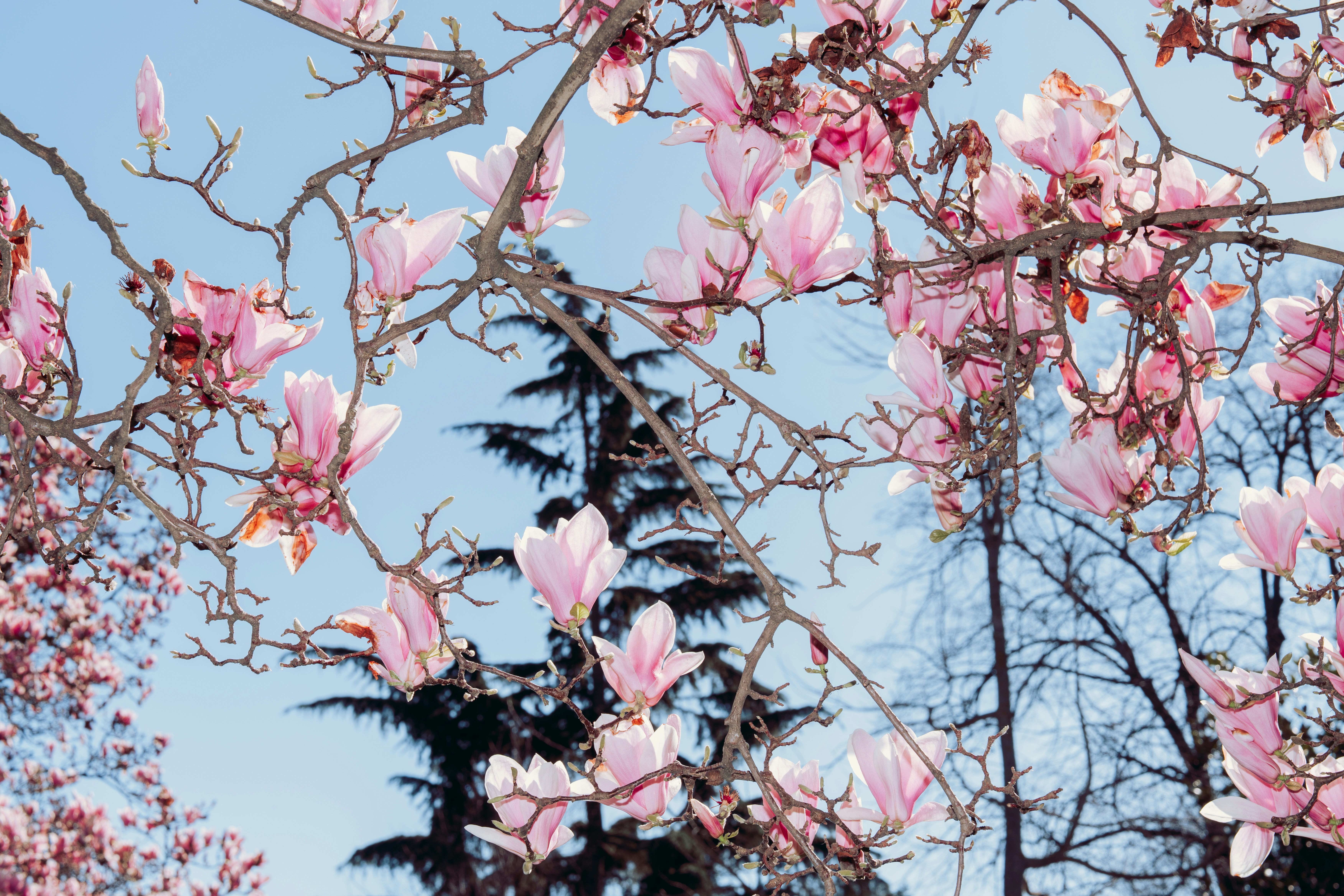 Blossoms in Focus Against a Clear Sky