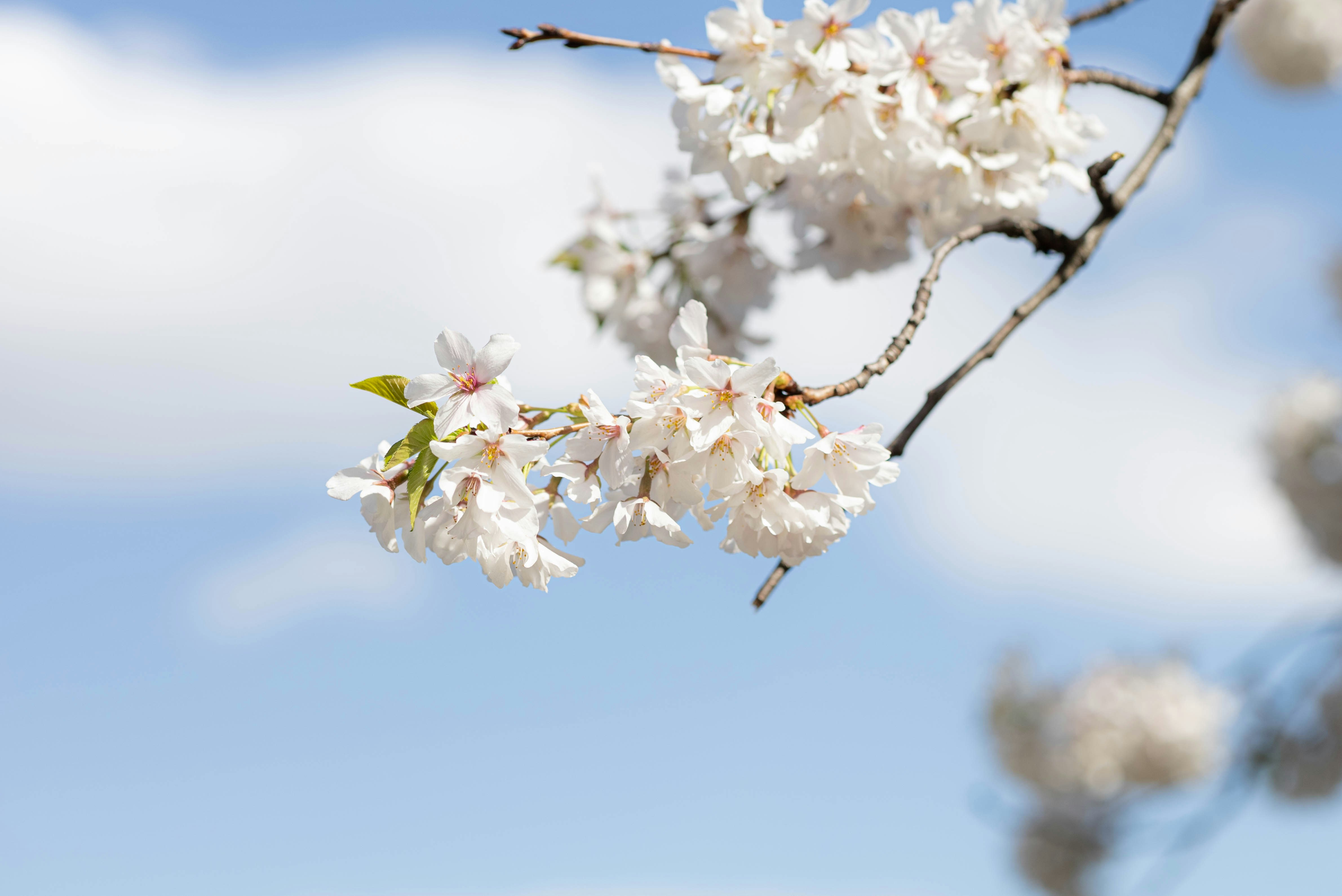 Blossoms on a Clear Sky: A Soft Focus Spring Moment