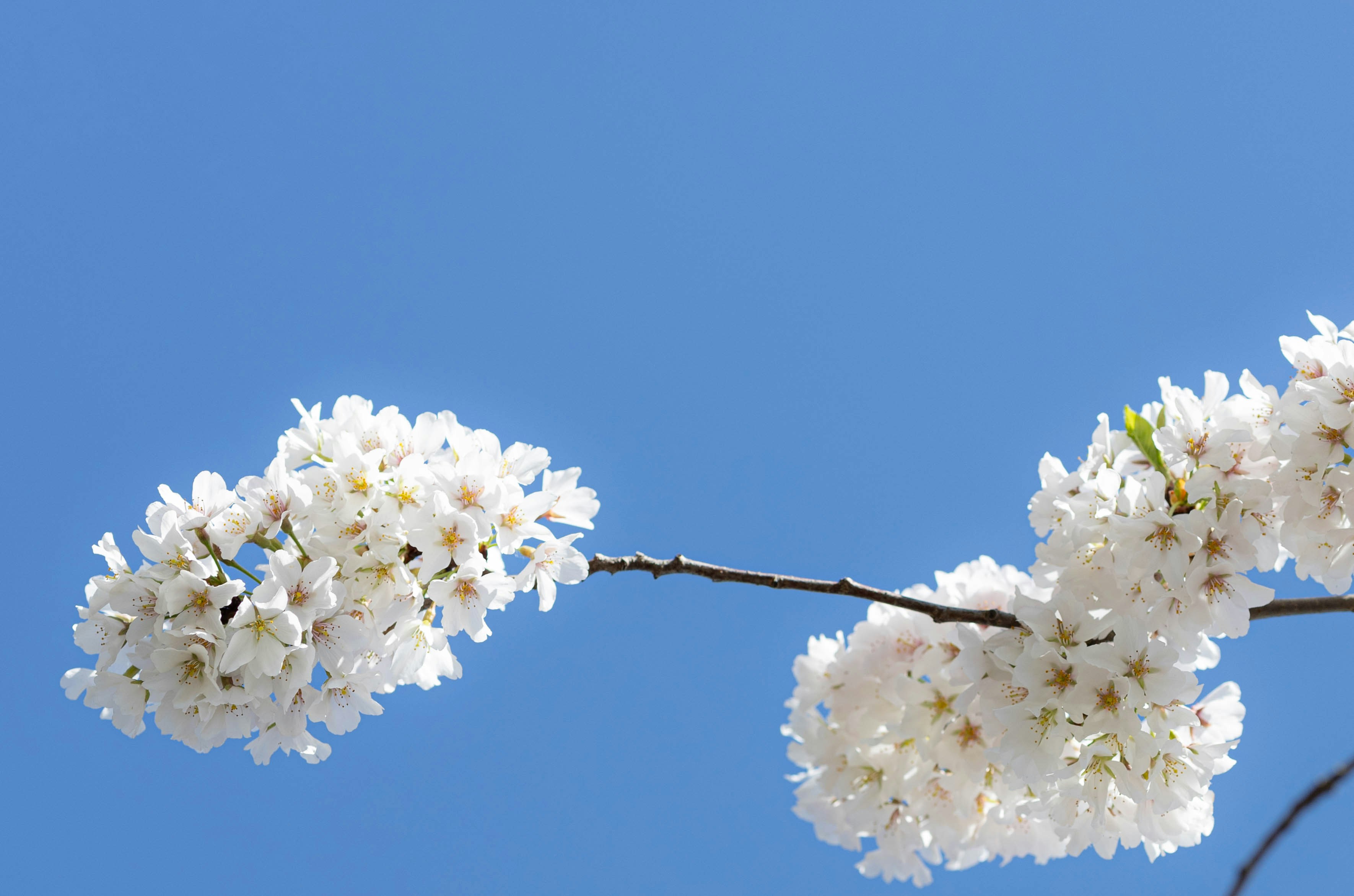 White blossom clusters Against a Clear Blue Sky