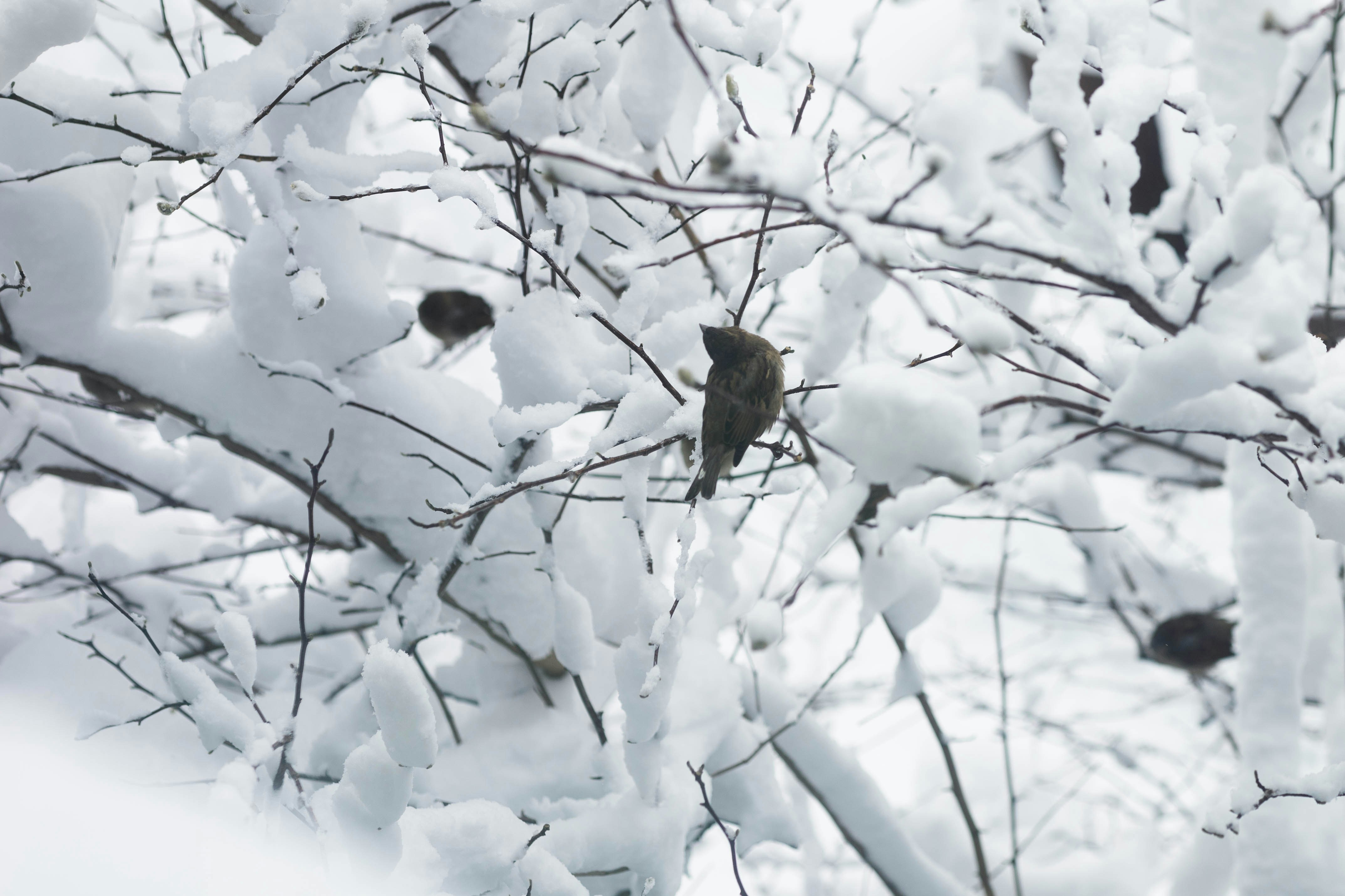 Winter Canary: A Small Songbird Amid Snow-Laden Branches