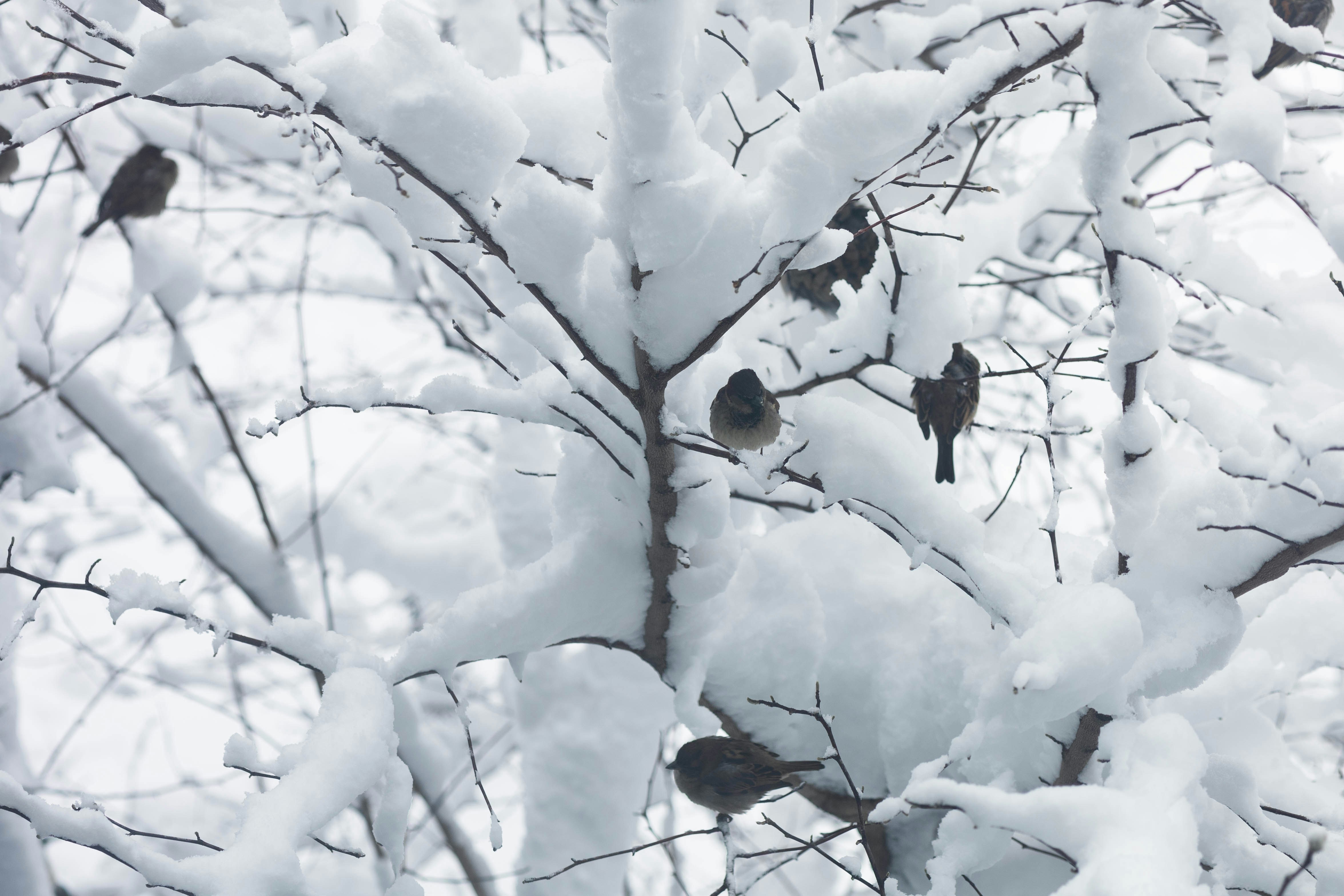 Snowbound Starlings: Birds Nestled Among Frosted Branches