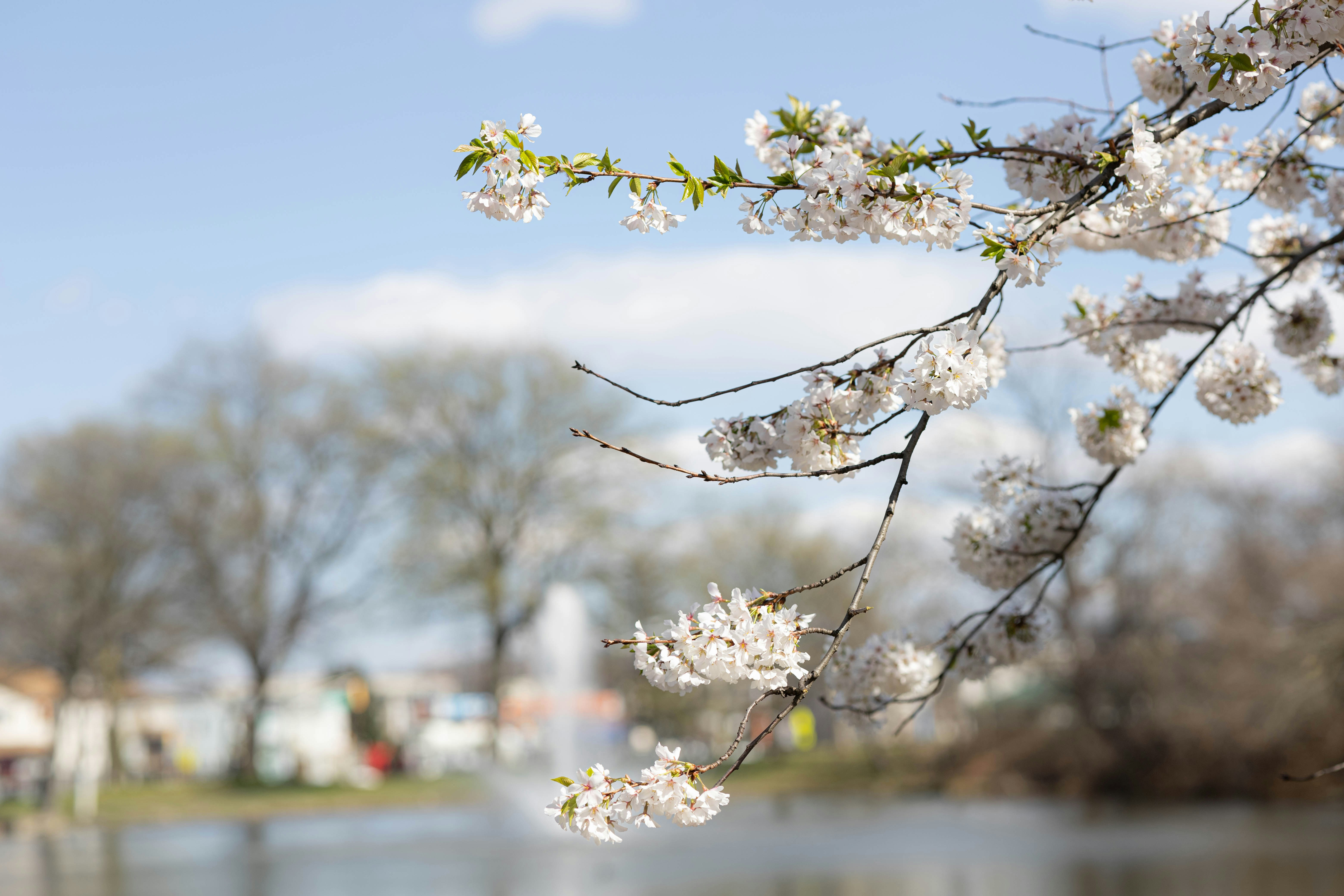 Cherry Bloom in Soft Focus Over a Quiet Pond