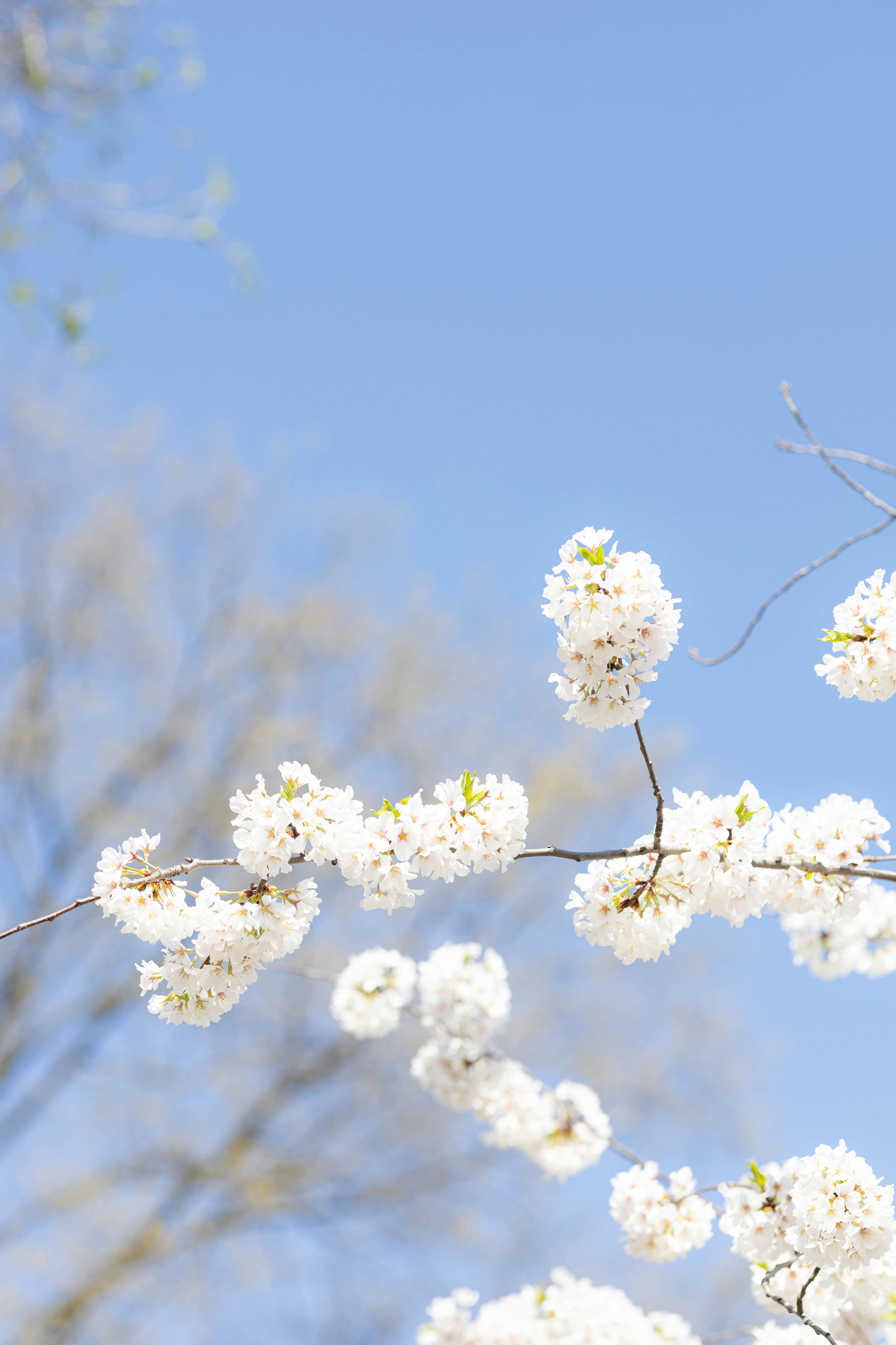 Blossoms in a Clear Sky: White Clusters on a Spring Branch