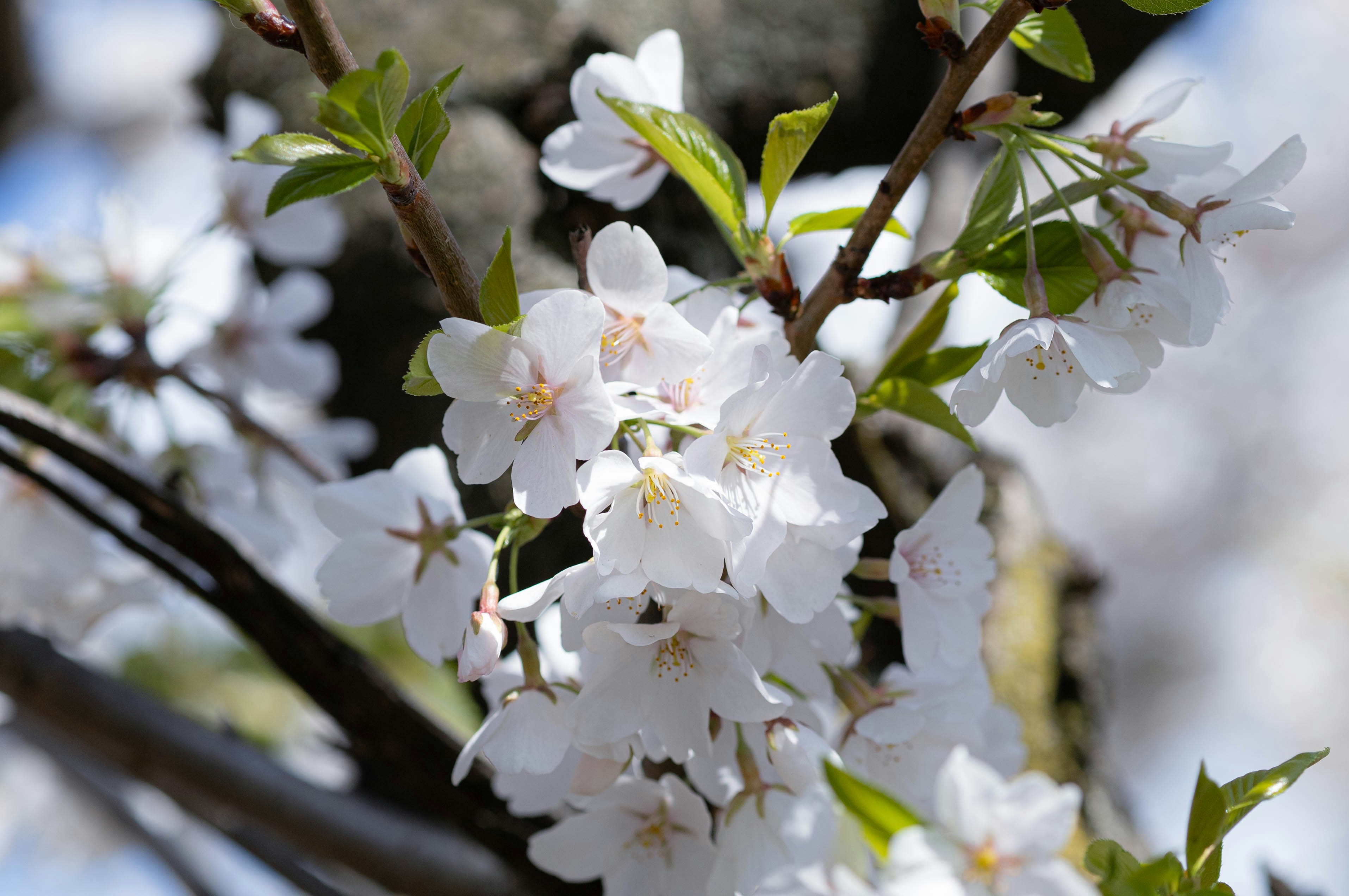 Blossoms in Focus: White Petals Framing Spring Light